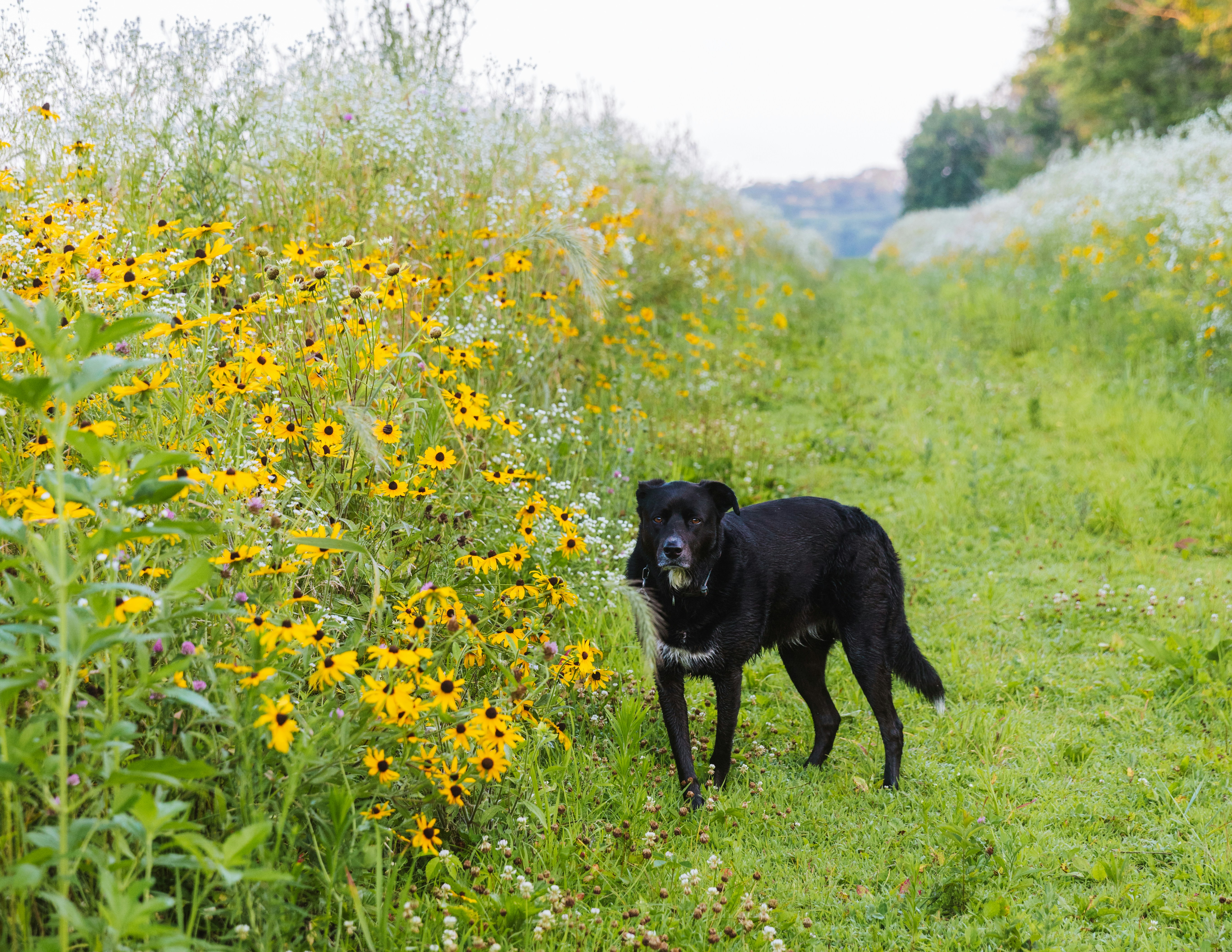 Black dog standing on a grassy path bordered by vibrant yellow flowers.