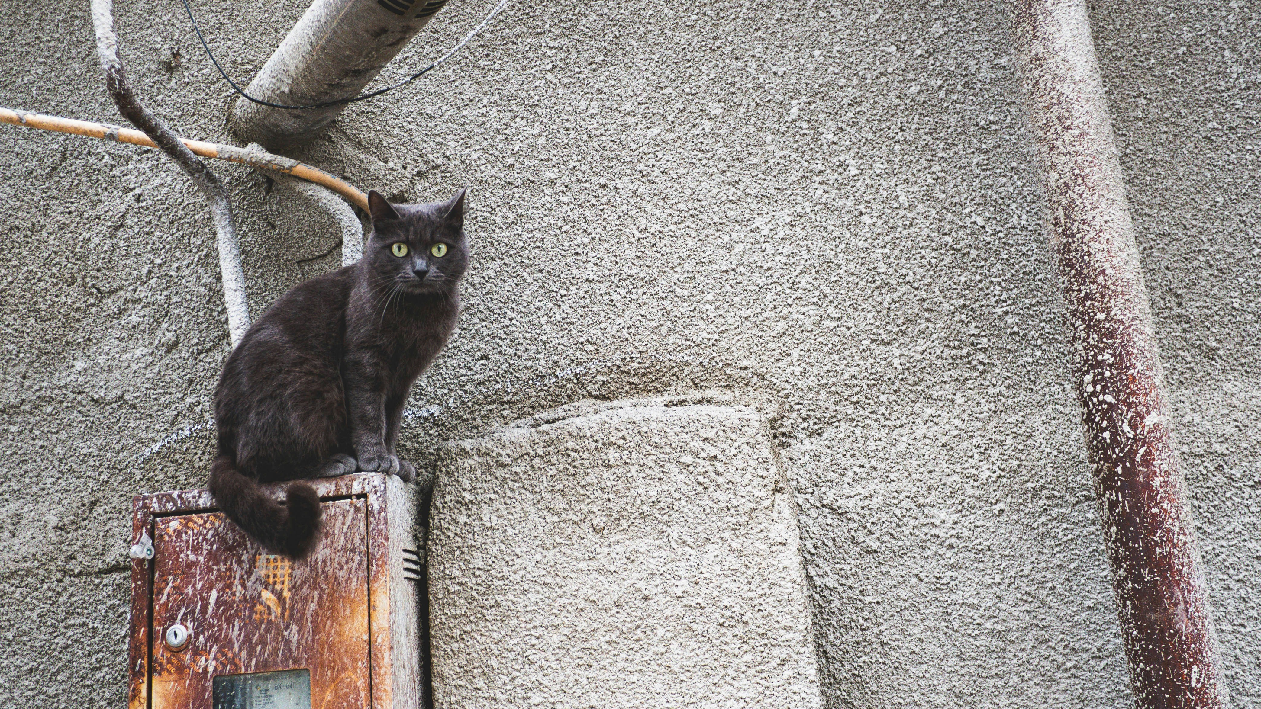 Curious Black Cat on Weathered Utility Post