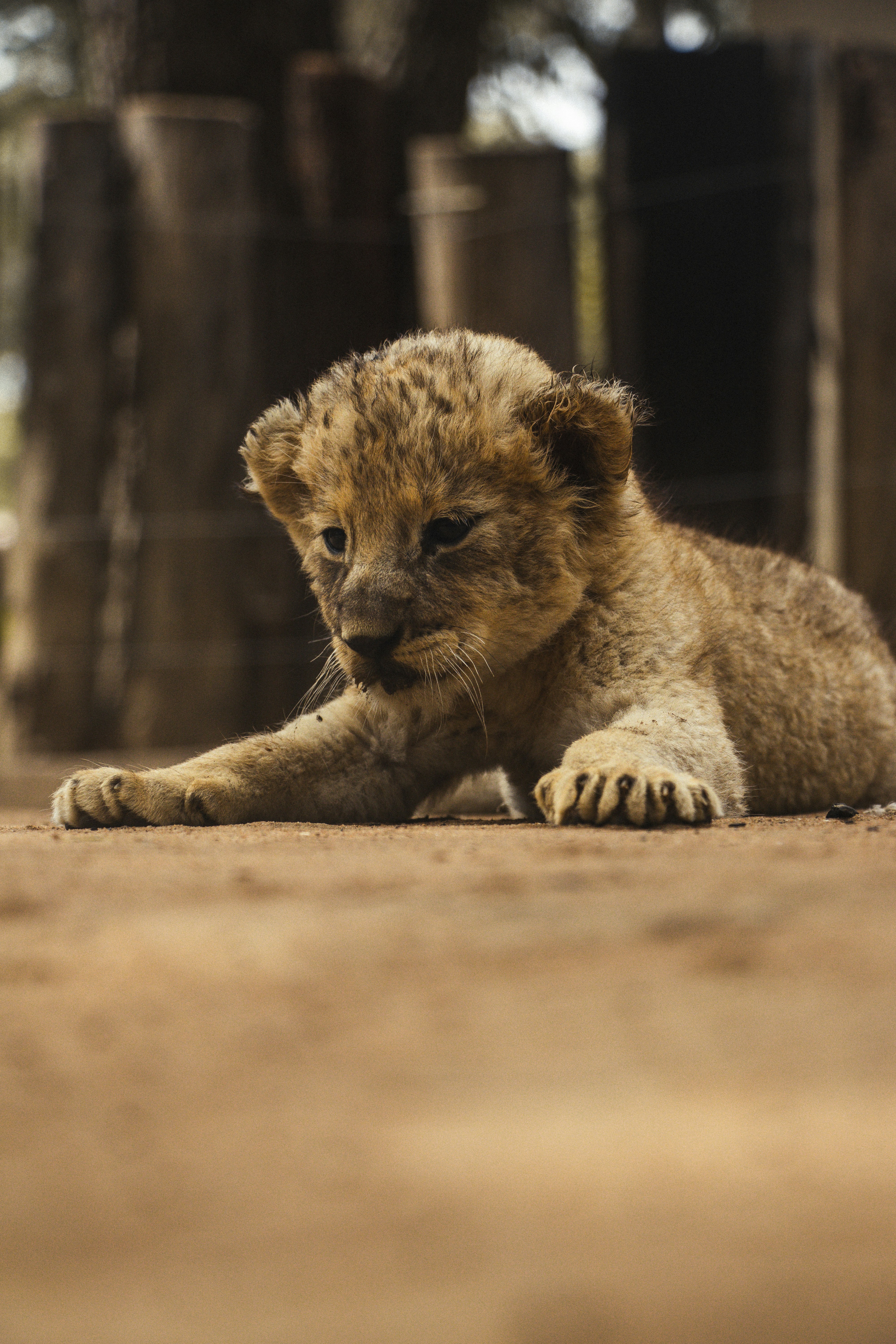 Curious Cub: The Dawn of a Future King