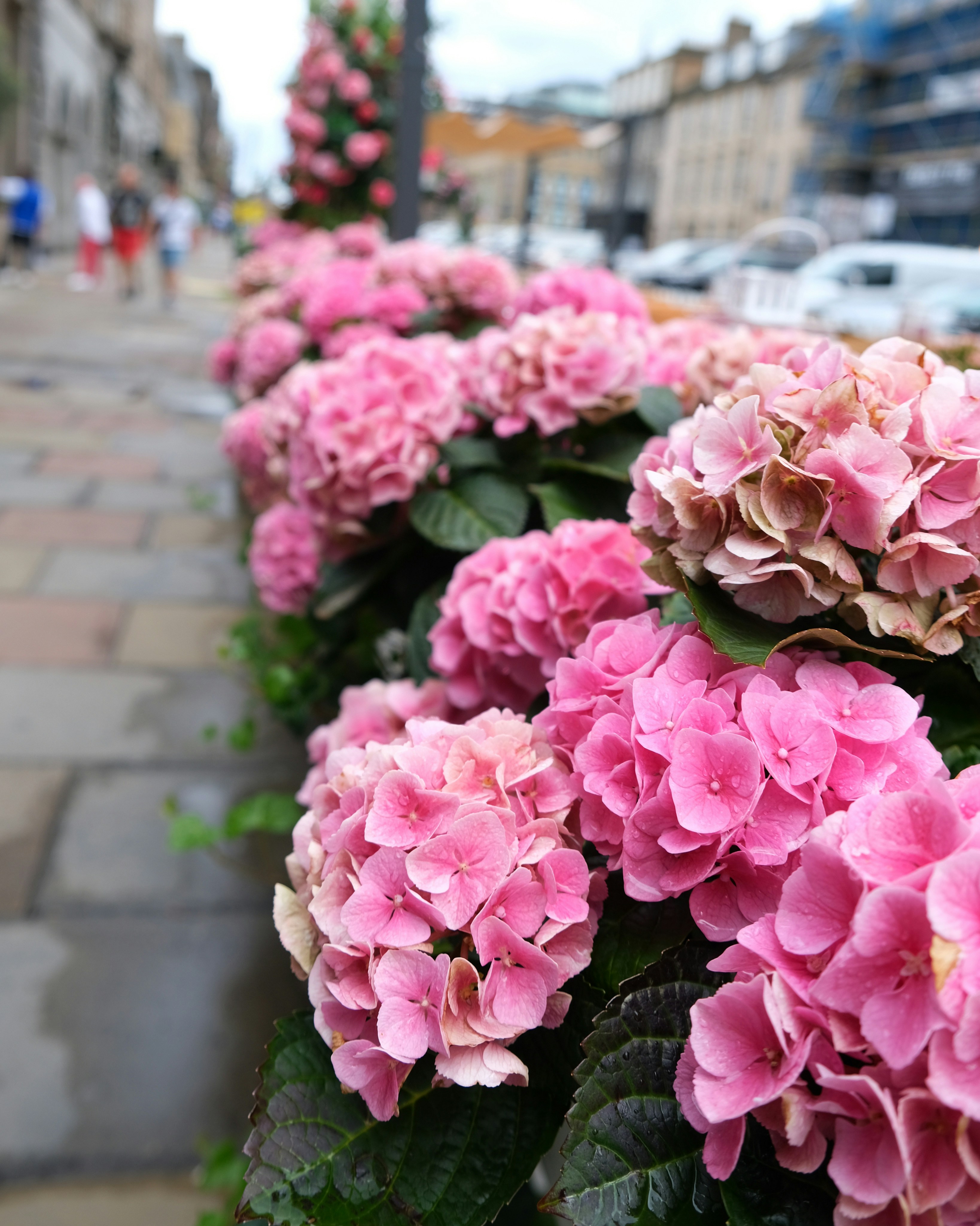 Pink Hydrangea Border Framing a City Sidewalk