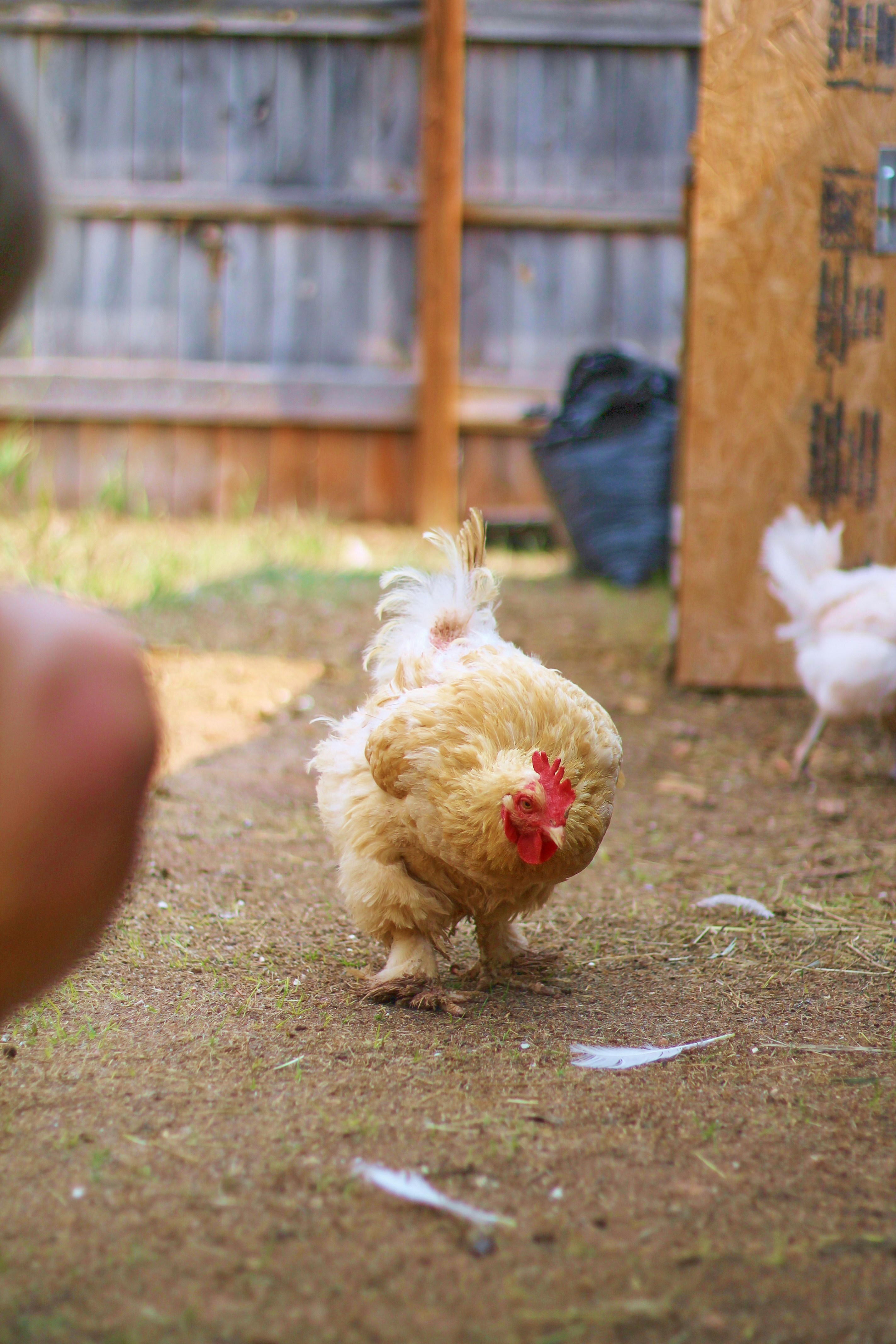 Ground-Level Stroll: A Cream Hen Commands a Sunlit Yard