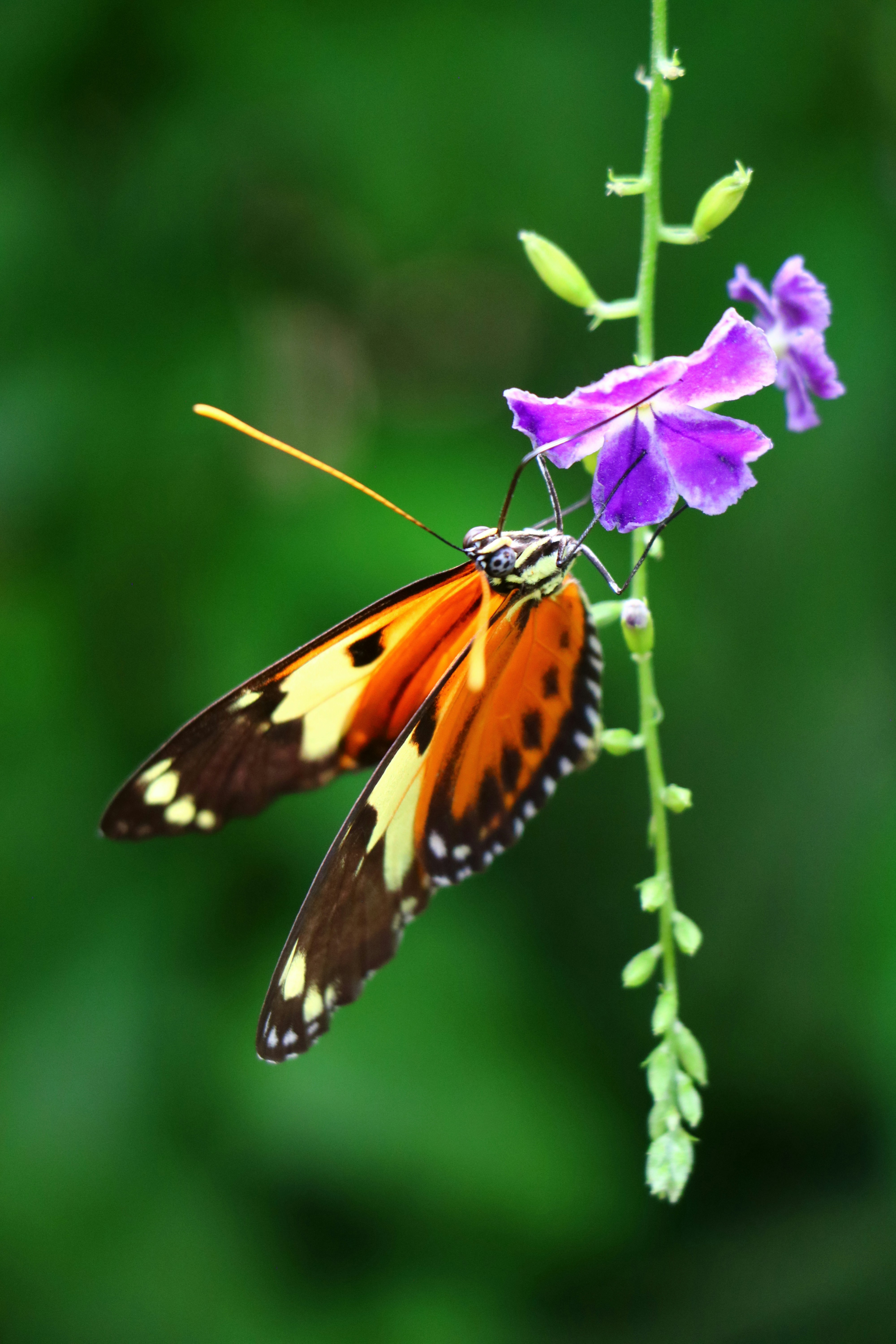 Monarch on a Violet Bloom: Nectar Moment Against Quiet Green