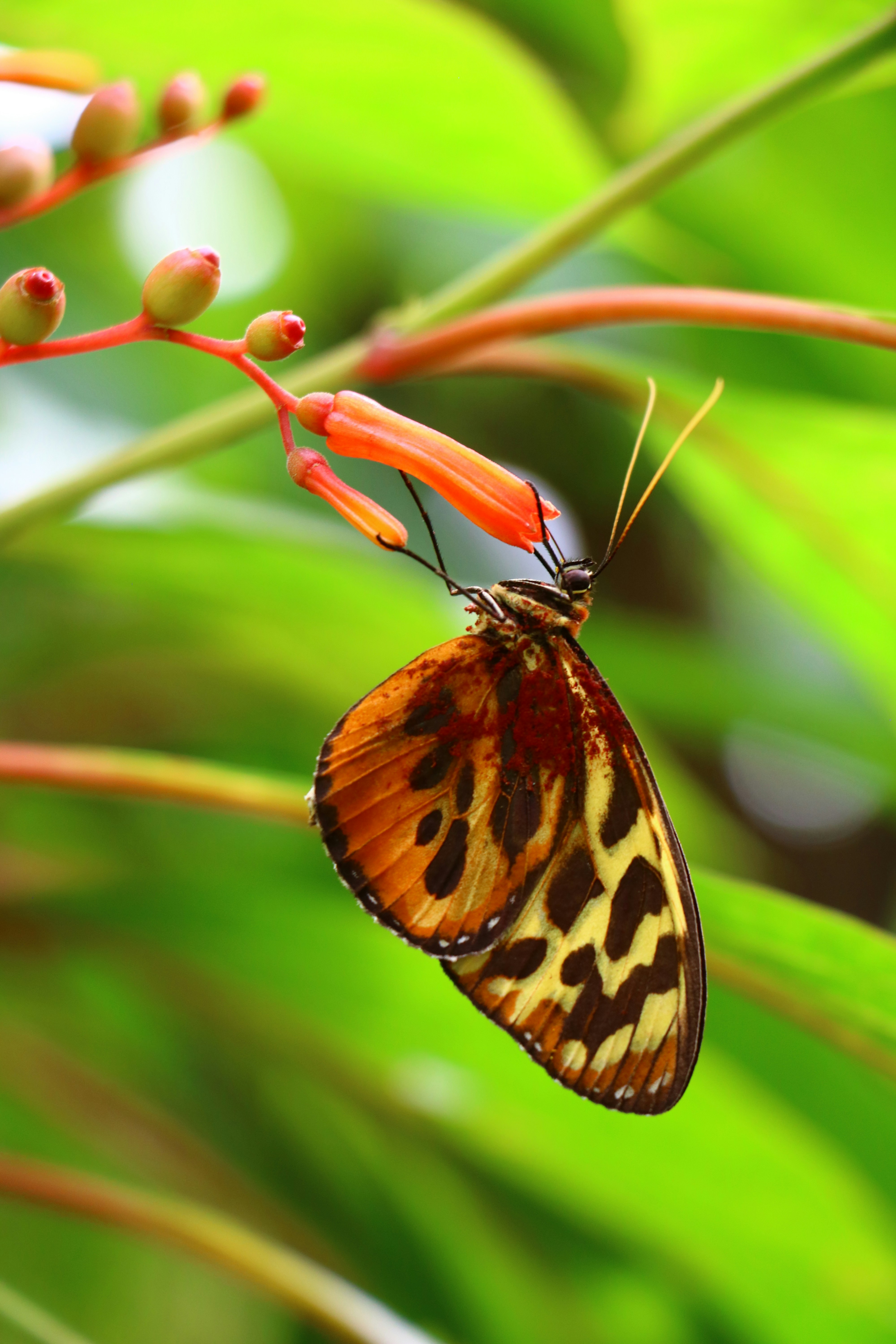 Vivid butterfly on a coral bloom amid emerald greens