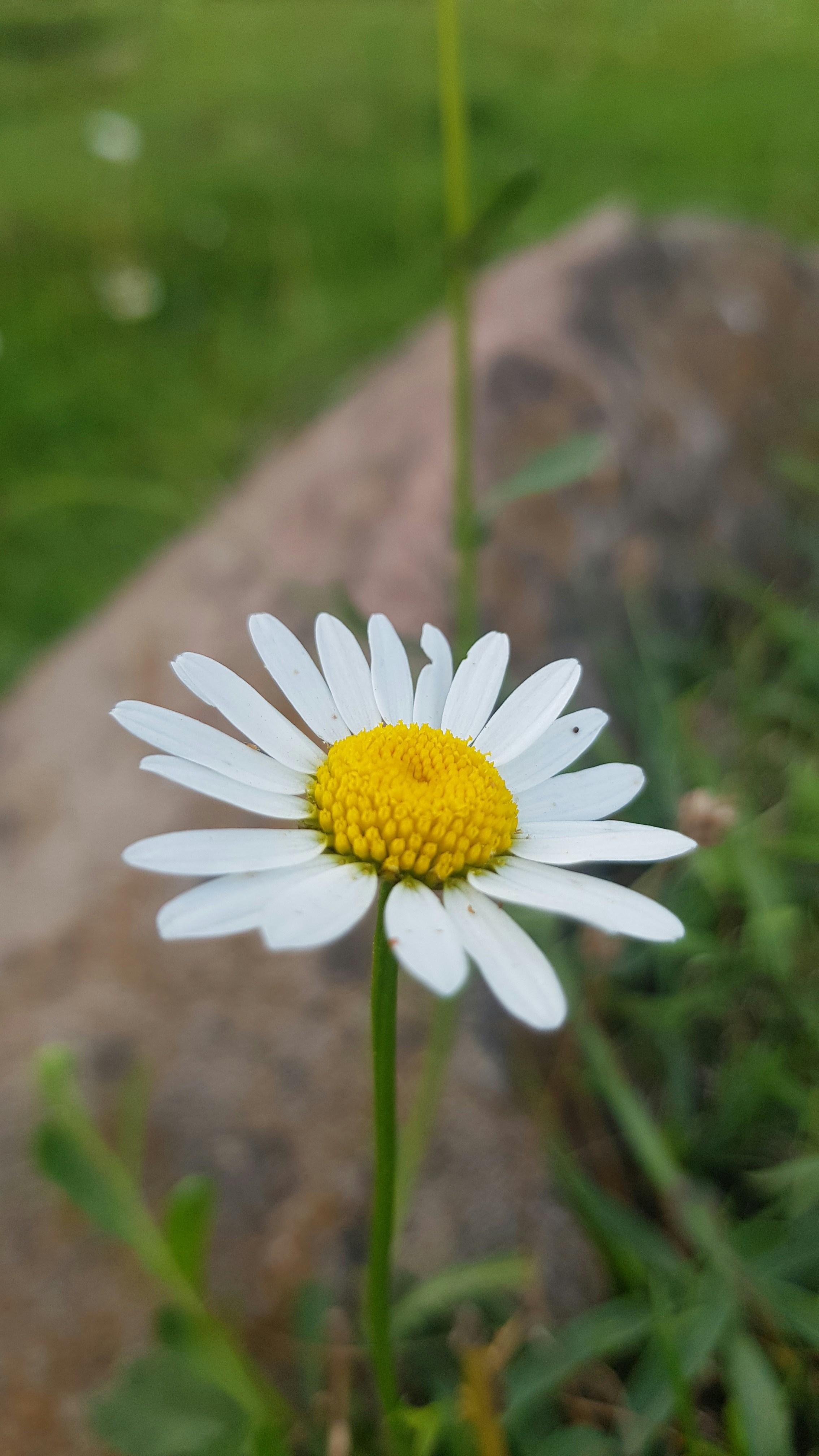 Una flor blanca y amarilla sentada en lo alto de una roca foto – Imagen ...