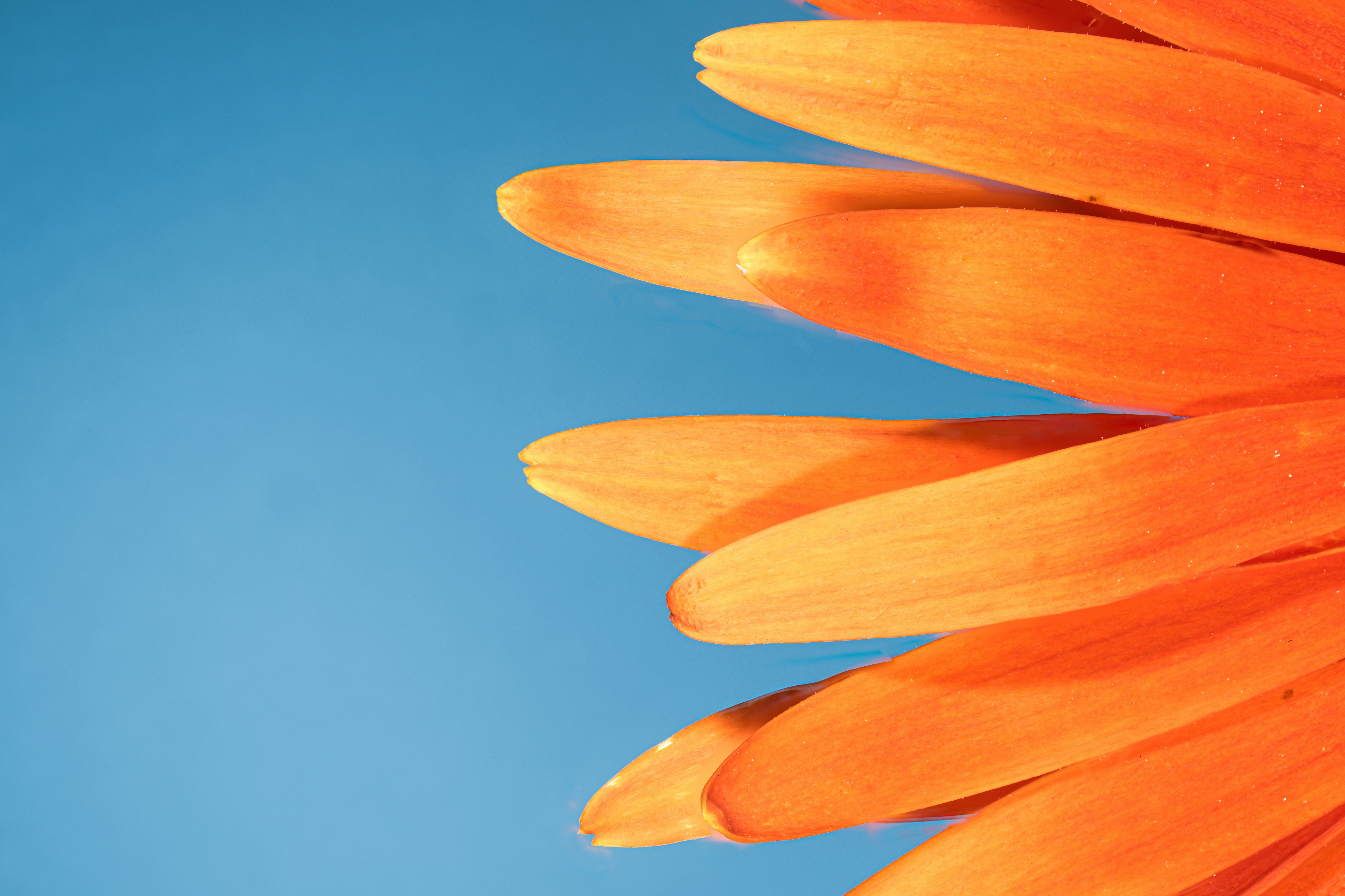 Amber Petals at the Edge of a Cerulean Sky