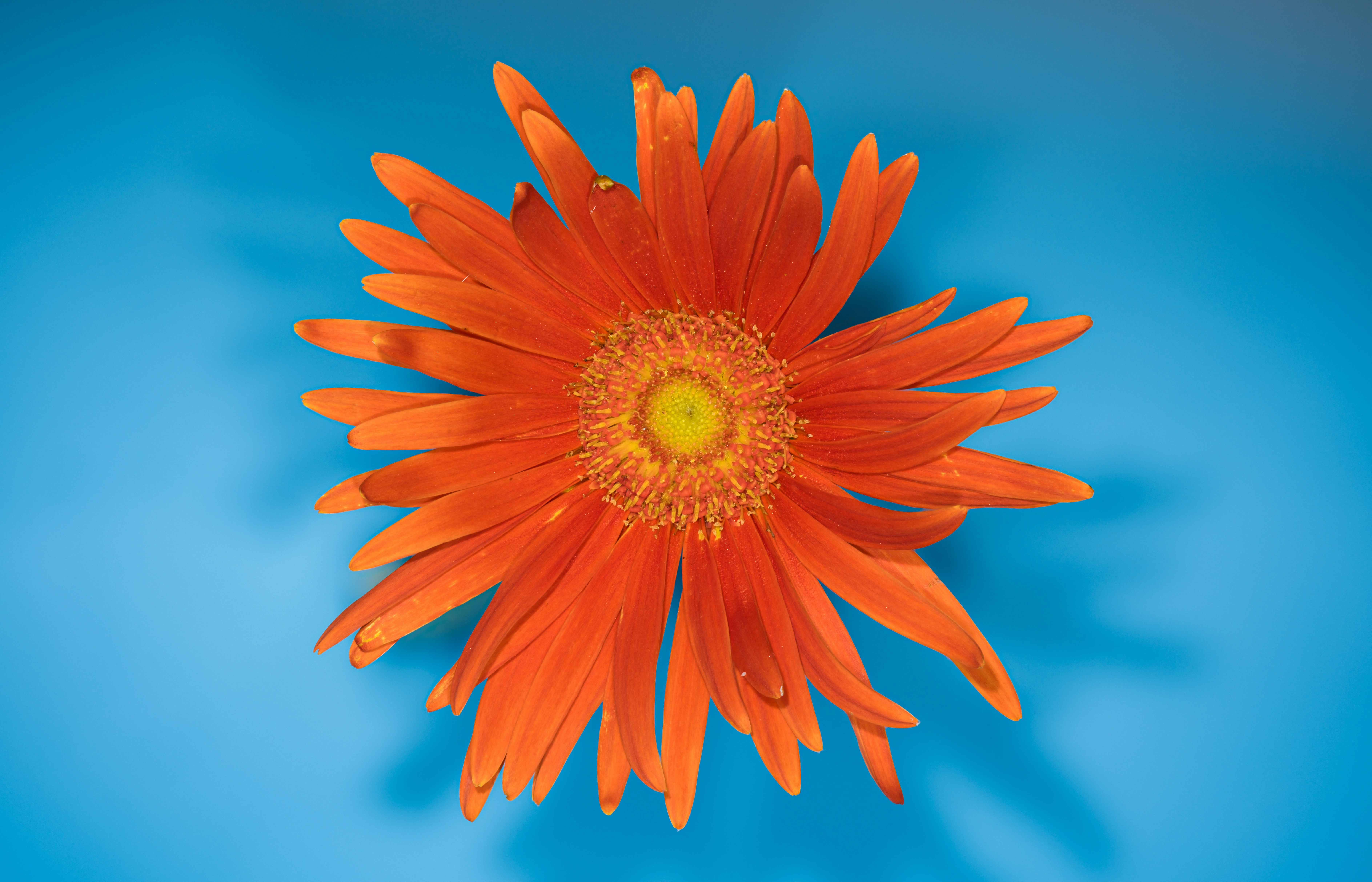 Orange Flower Bloom in Sharp Focus Against Cyan Sky