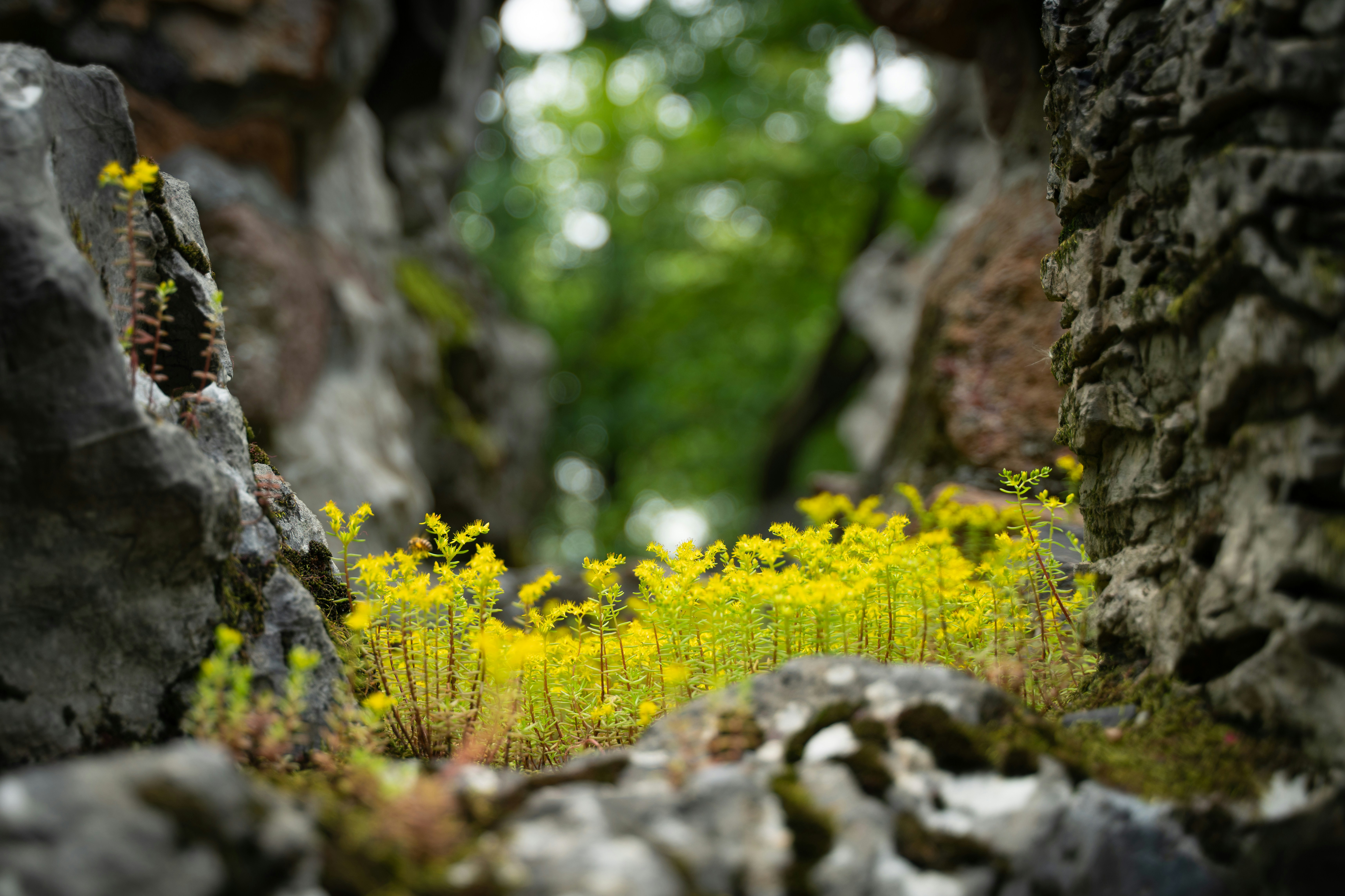 A bunch of rocks with some yellow flowers growing out of them