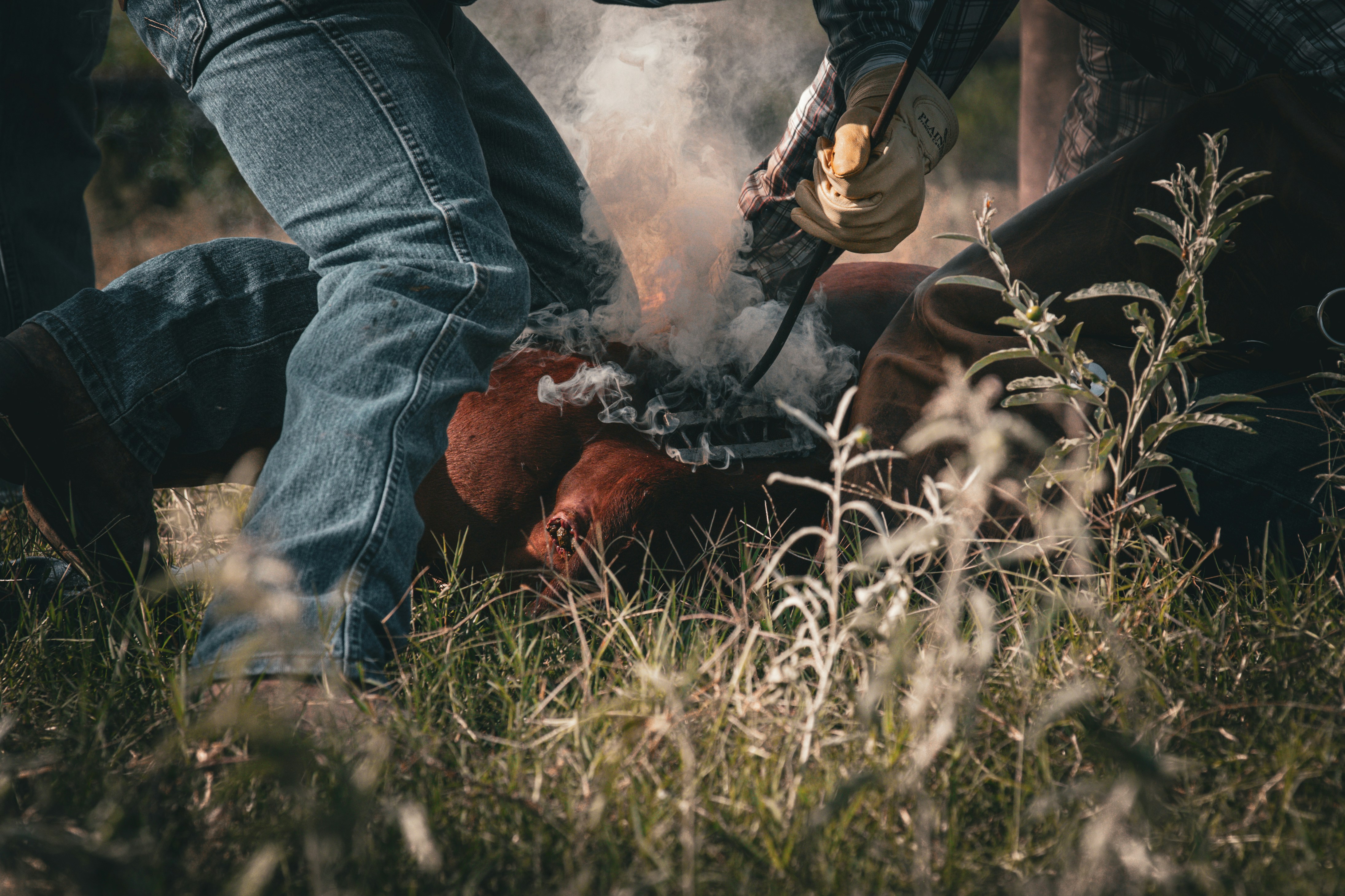Smoke and Sparks: Tending a Rustic Campfire Under Tall Grass