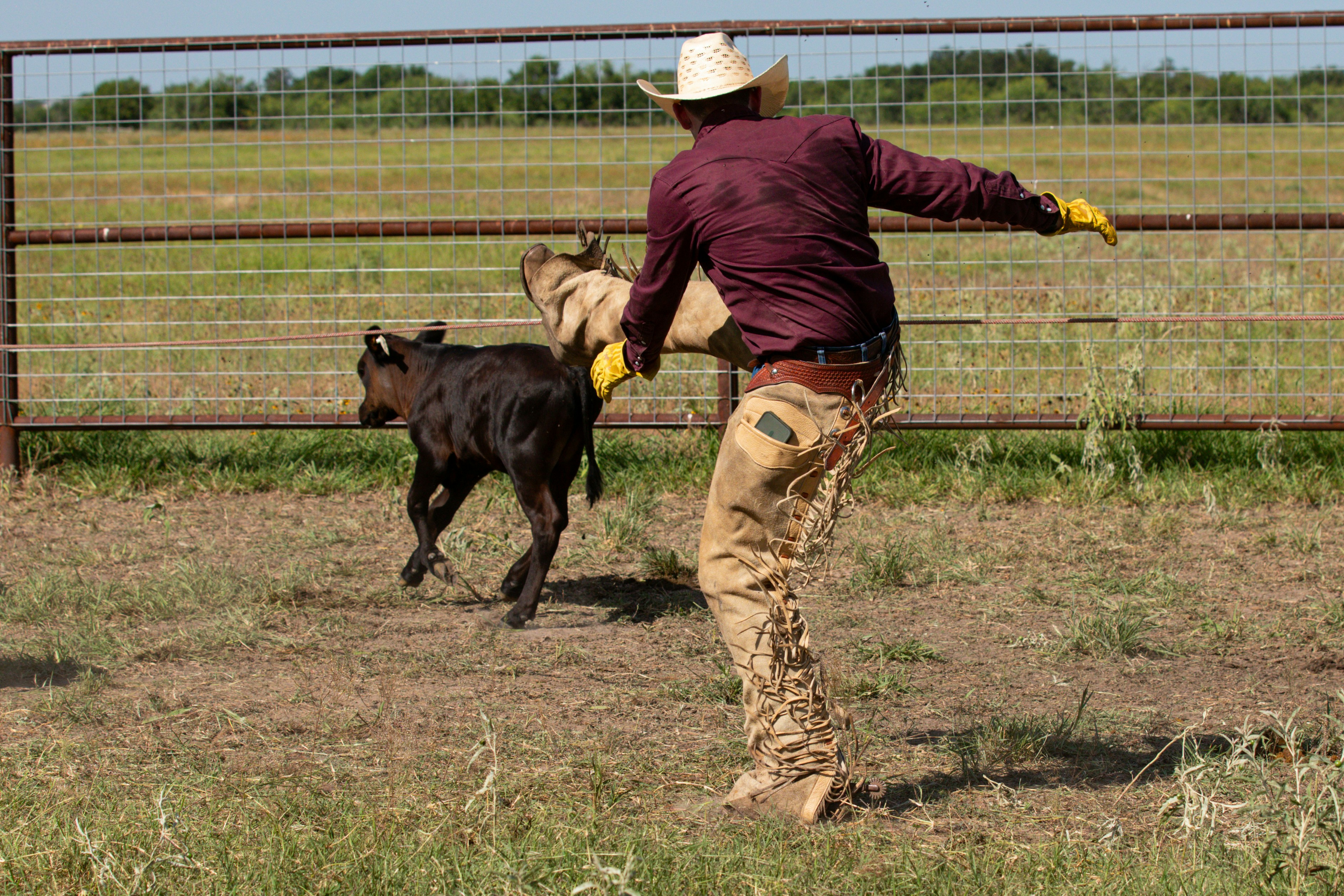 A man in a cowboy hat is chasing a cow photo – Free Hat Image on Unsplash