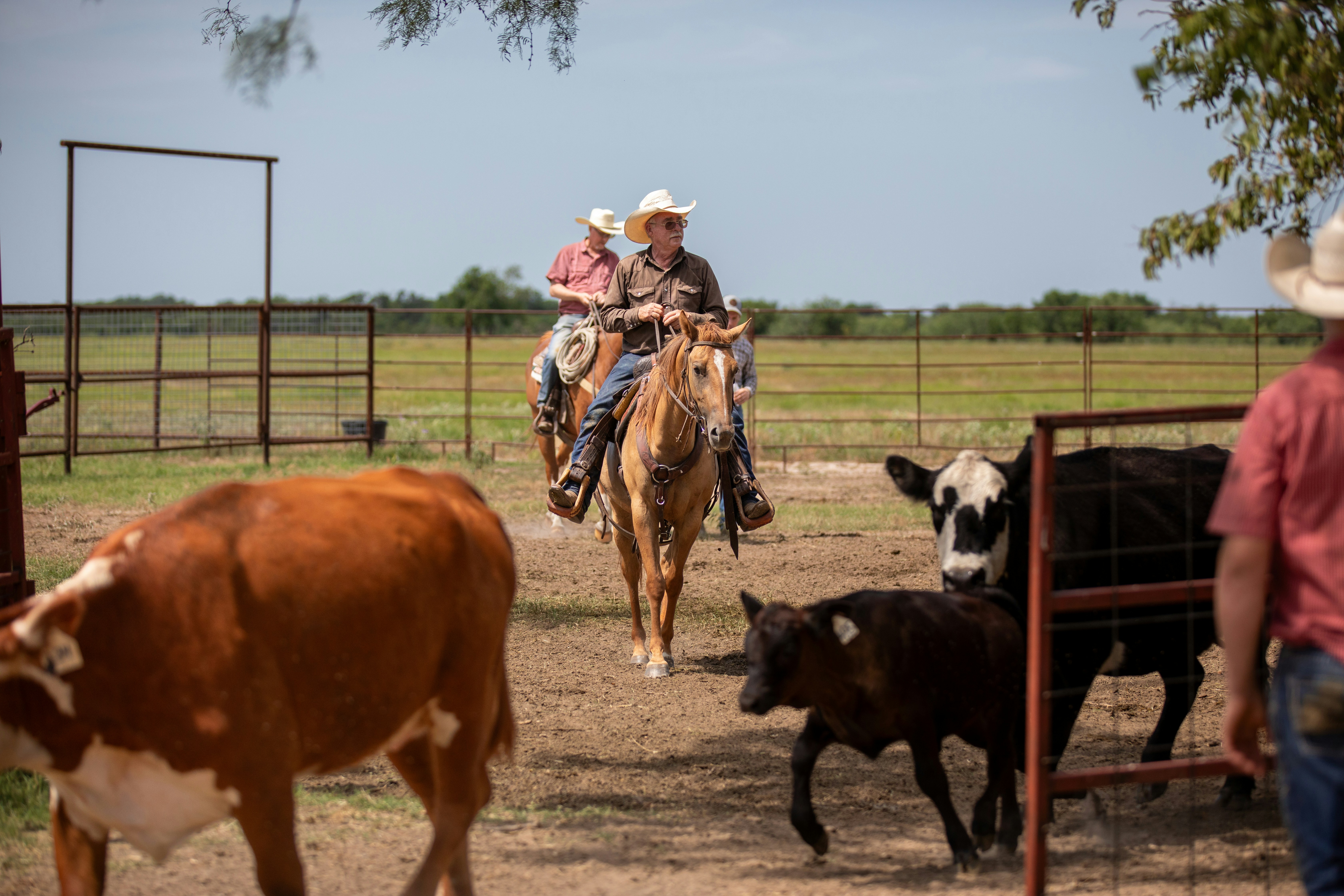 A group of people riding on the backs of horses photo – Free Man Image ...