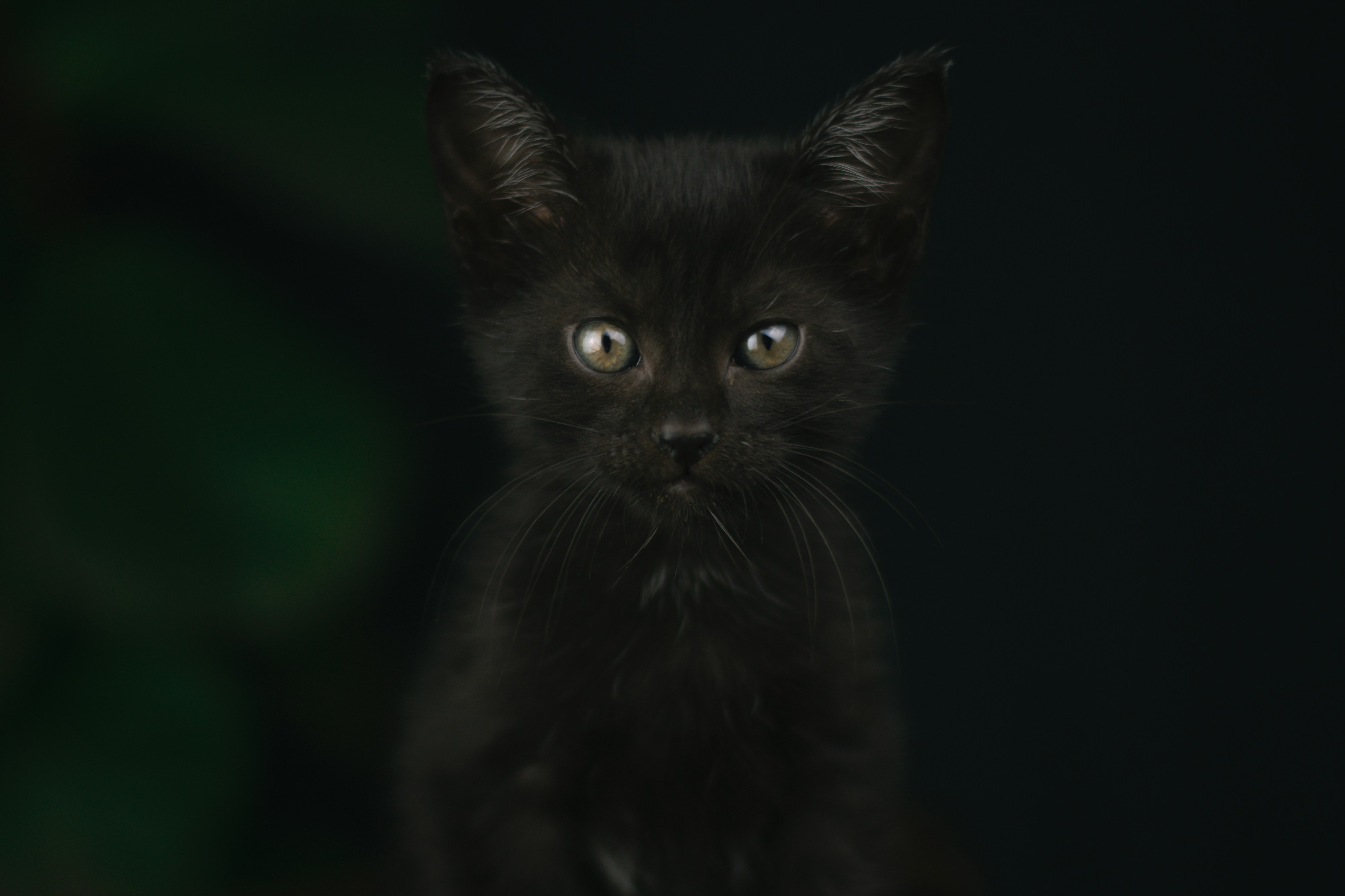 Midnight Gaze: A Black Kitten Emerges in a Velvet Shadow