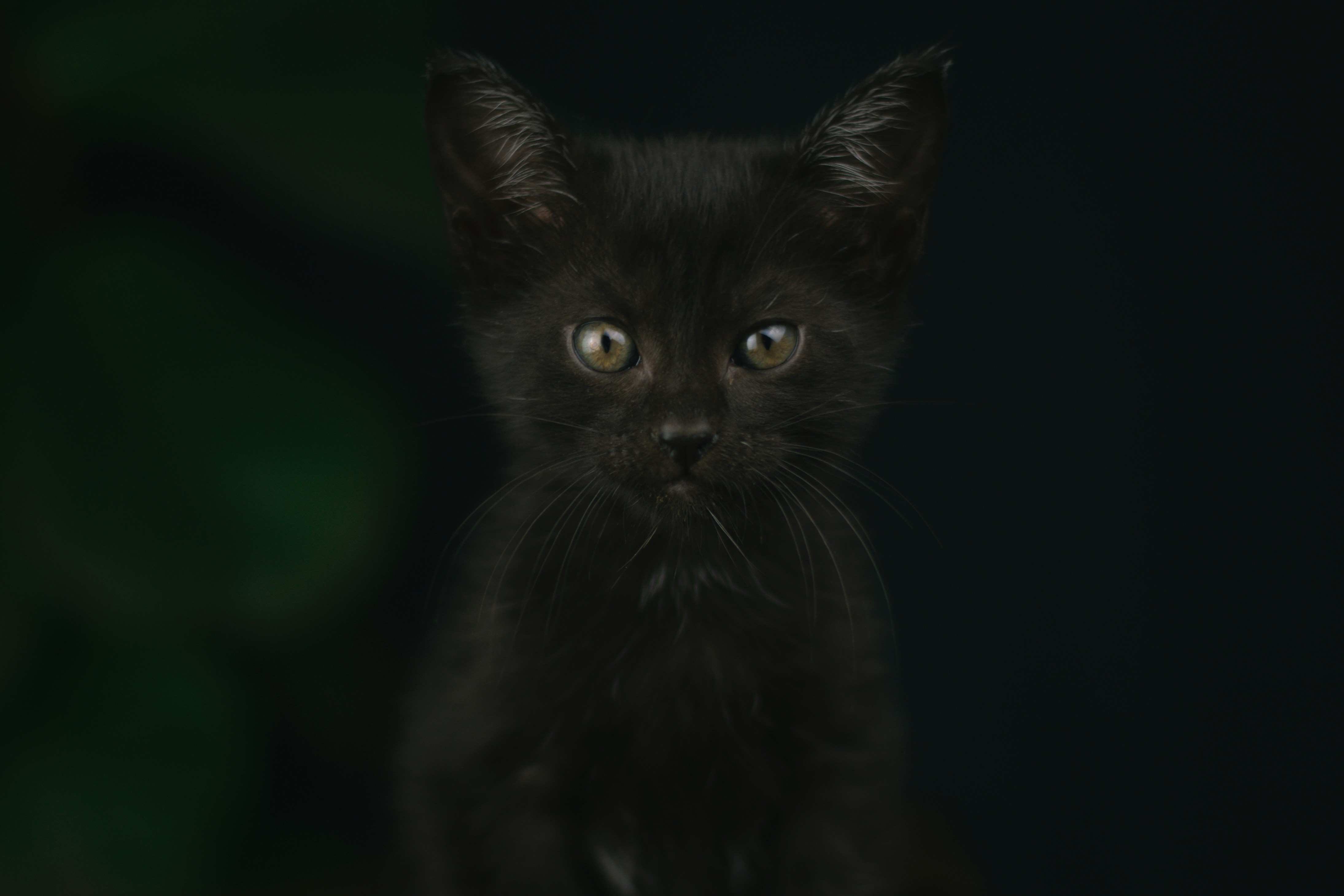 Whiskered Shadows: A Portrait of Mystery