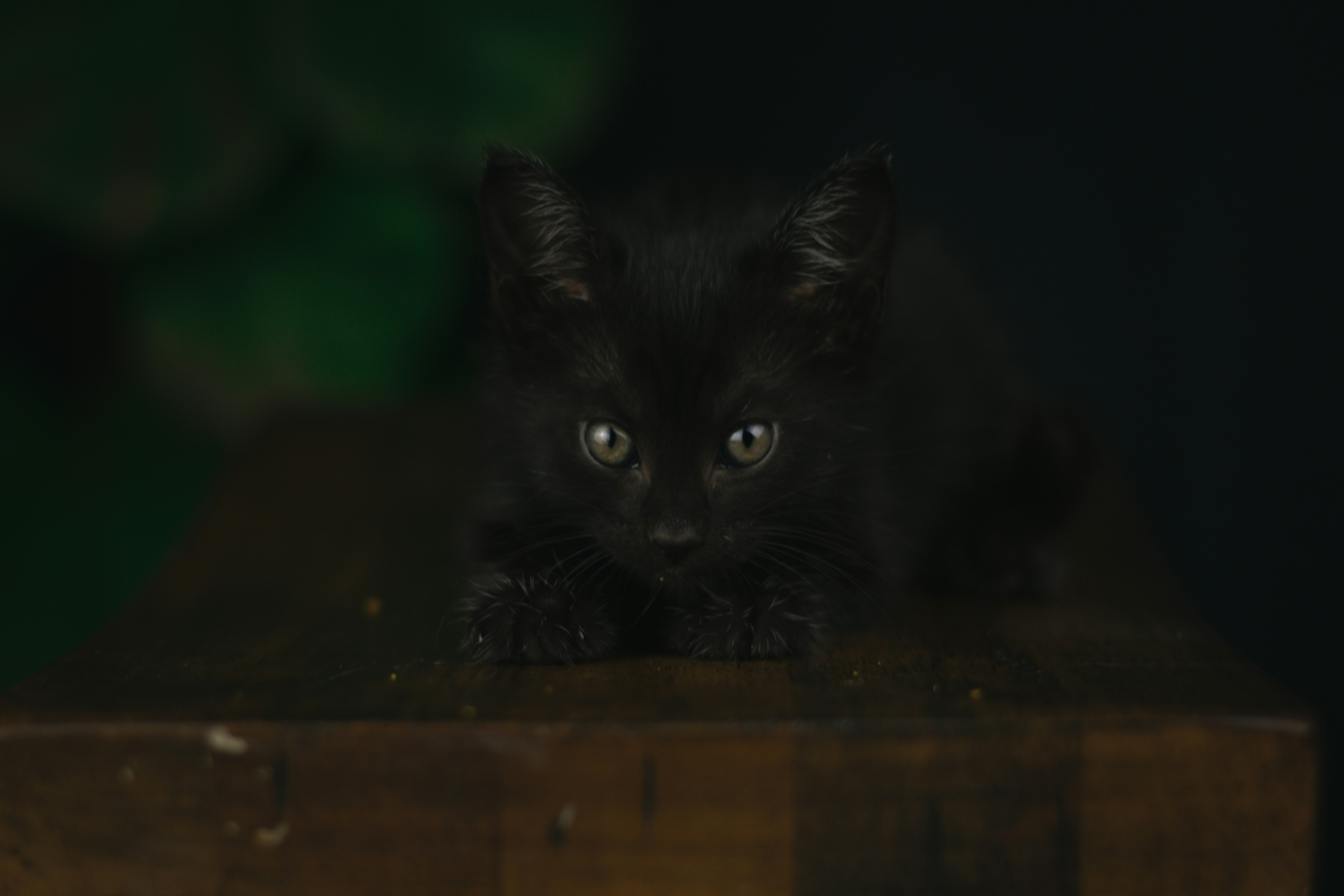 Shadow Gaze on a Wooden Stage: A Black Kitten's Quiet Intensity