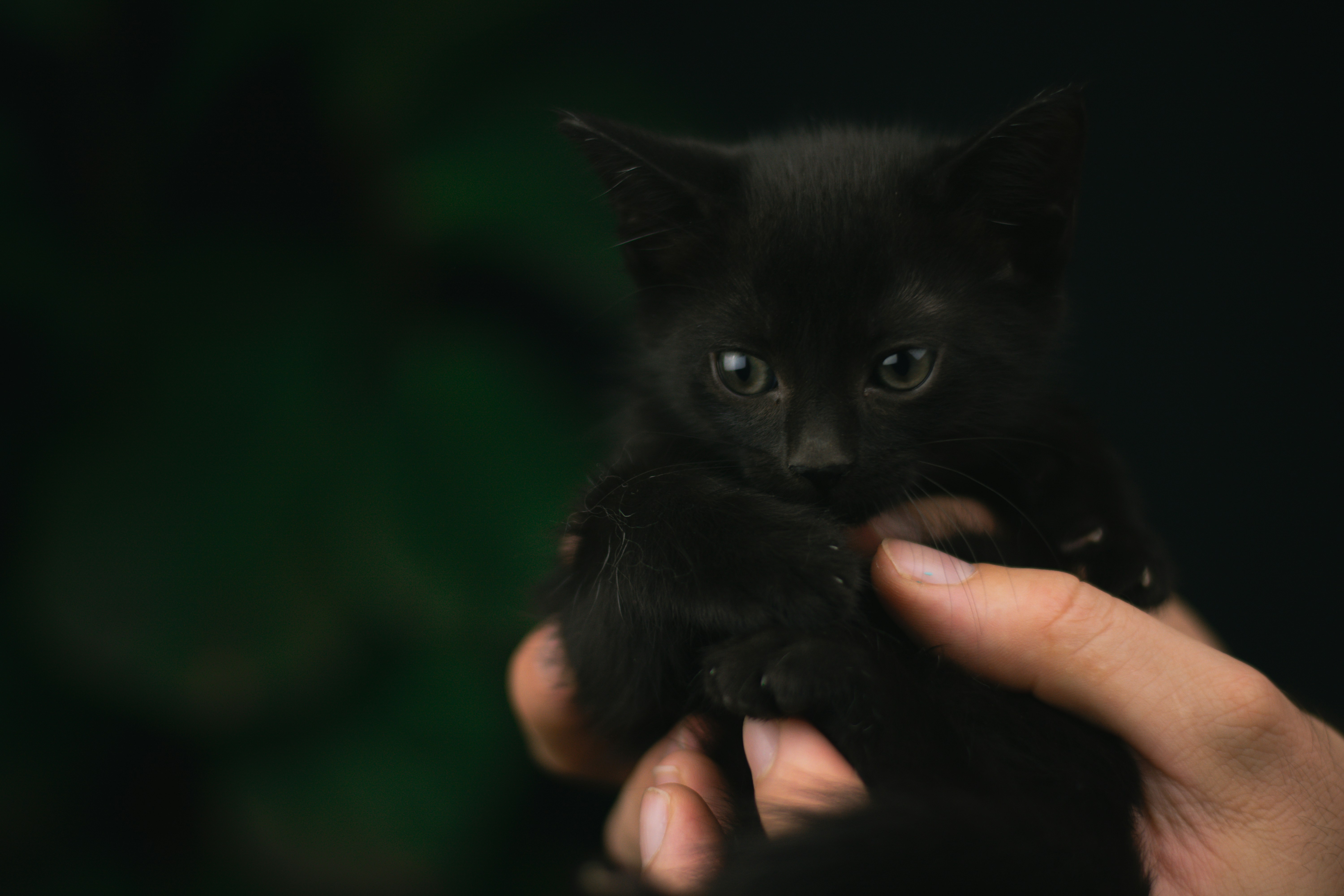 Whiskered Focus: a Black Kitten Cradled in Soft Hands