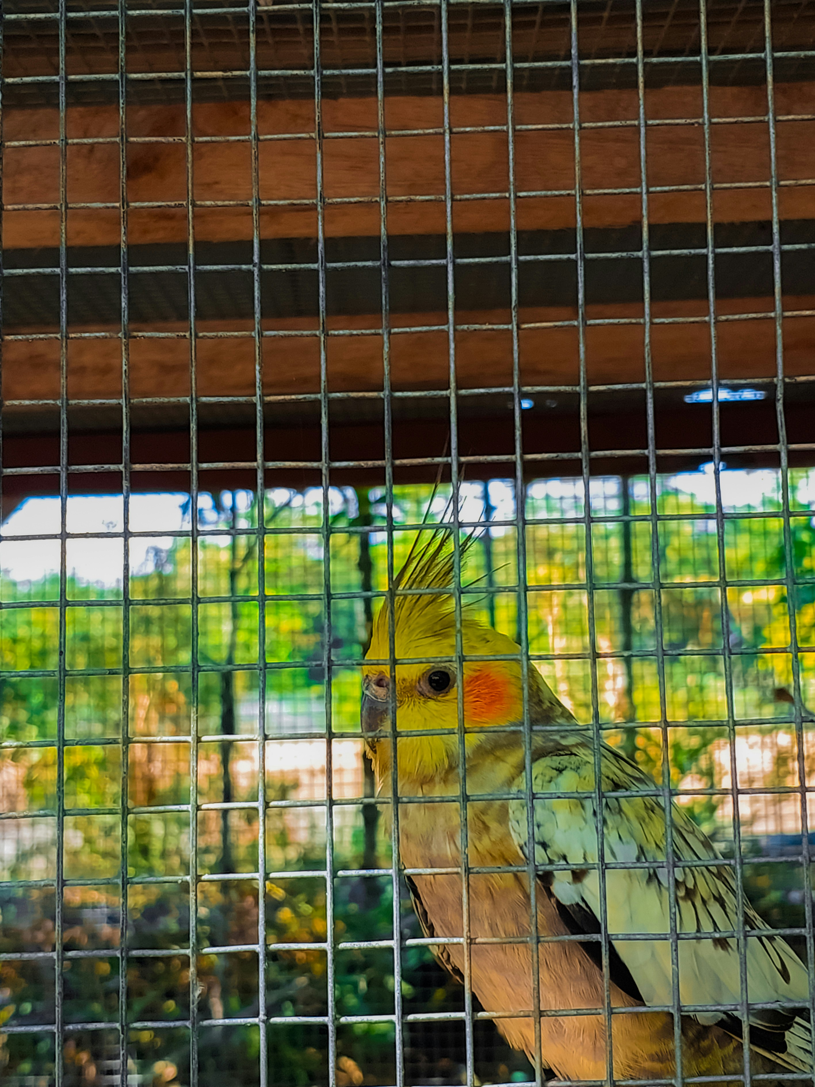Bird at Mangrove Forest