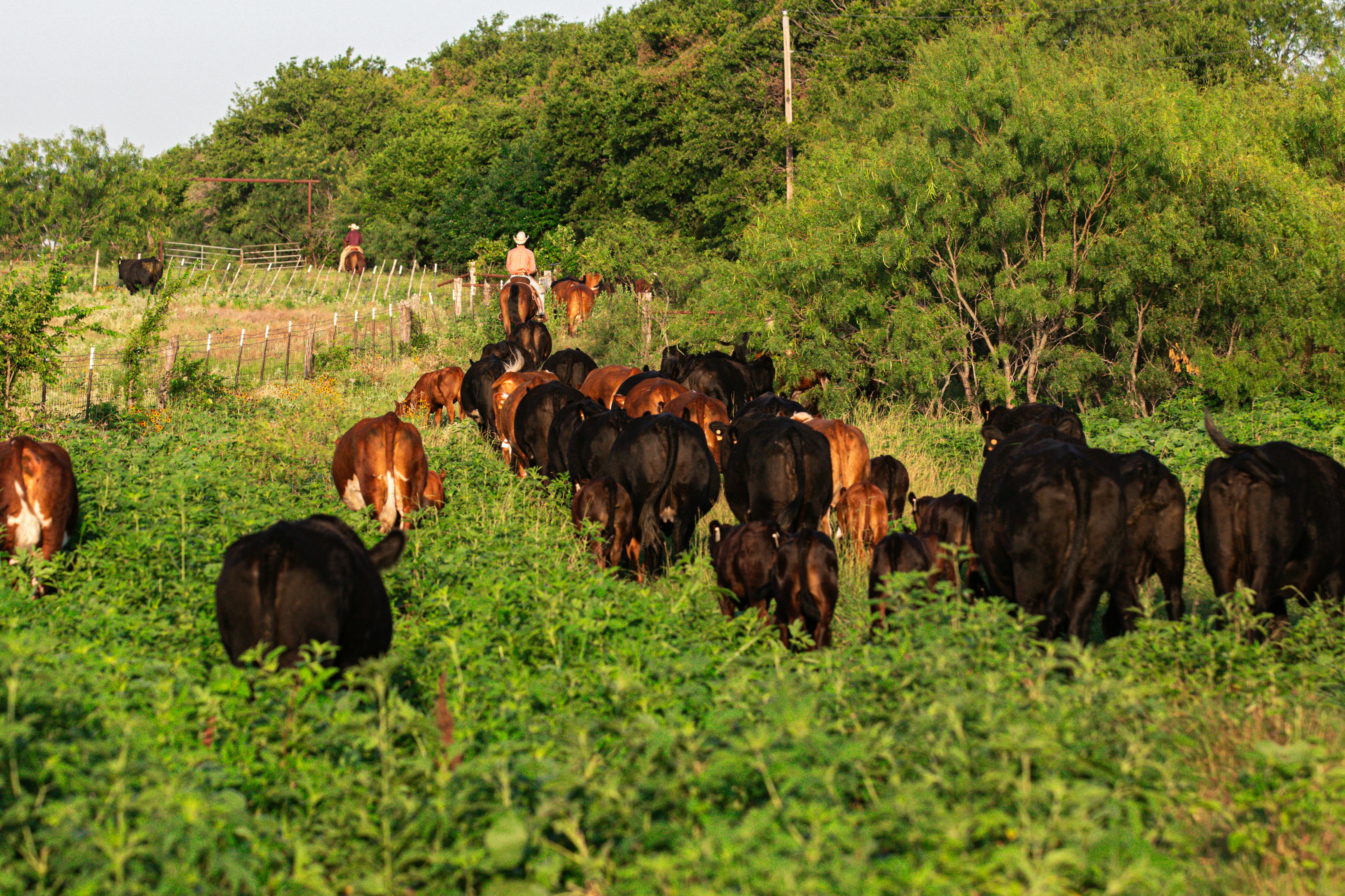 A herd of cattle grazing on a lush green hillside photo – Free Human ...