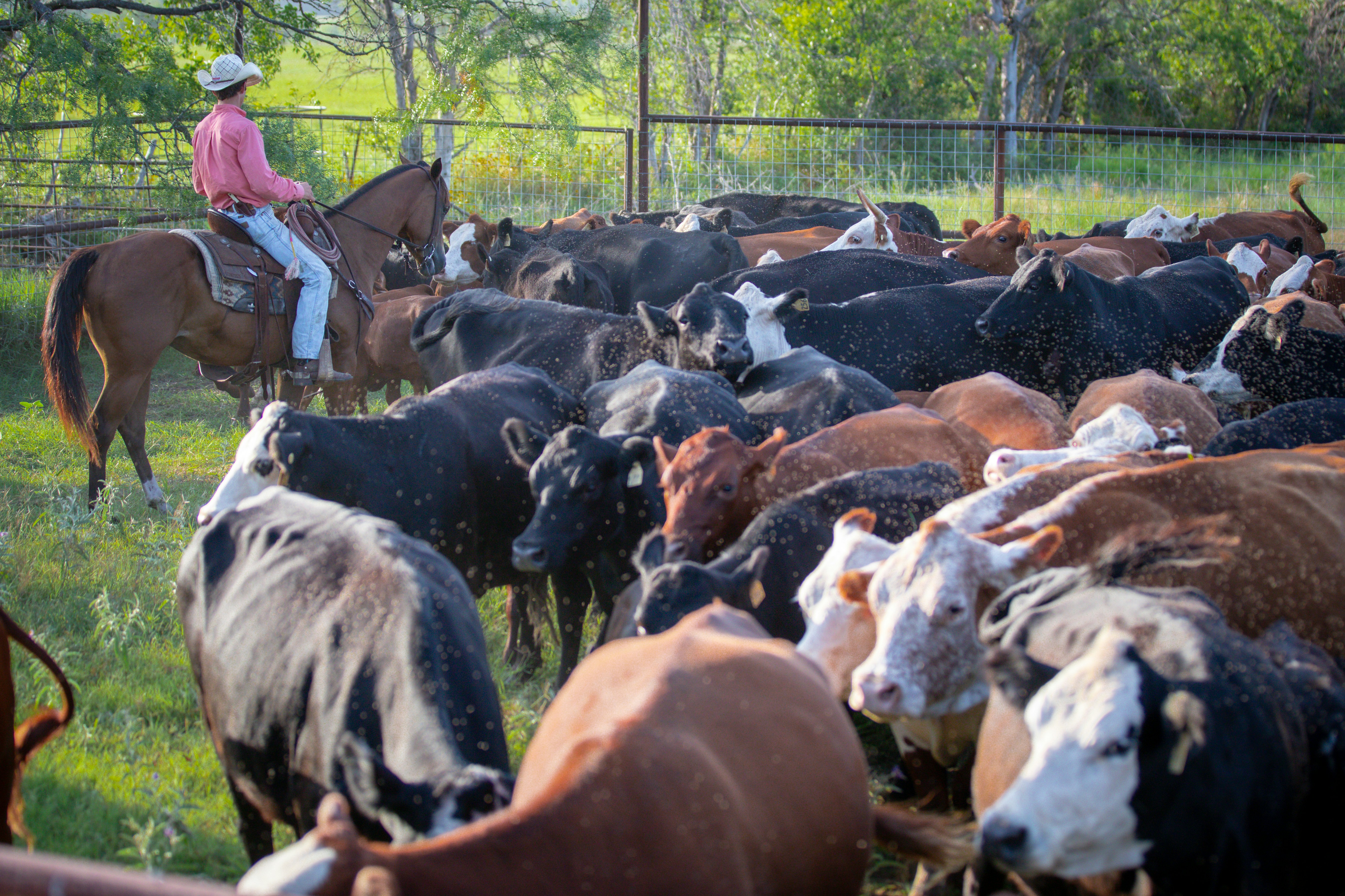 A man on a horse herding cattle in a fenced in area photo – Free Animal Image on Unsplash
