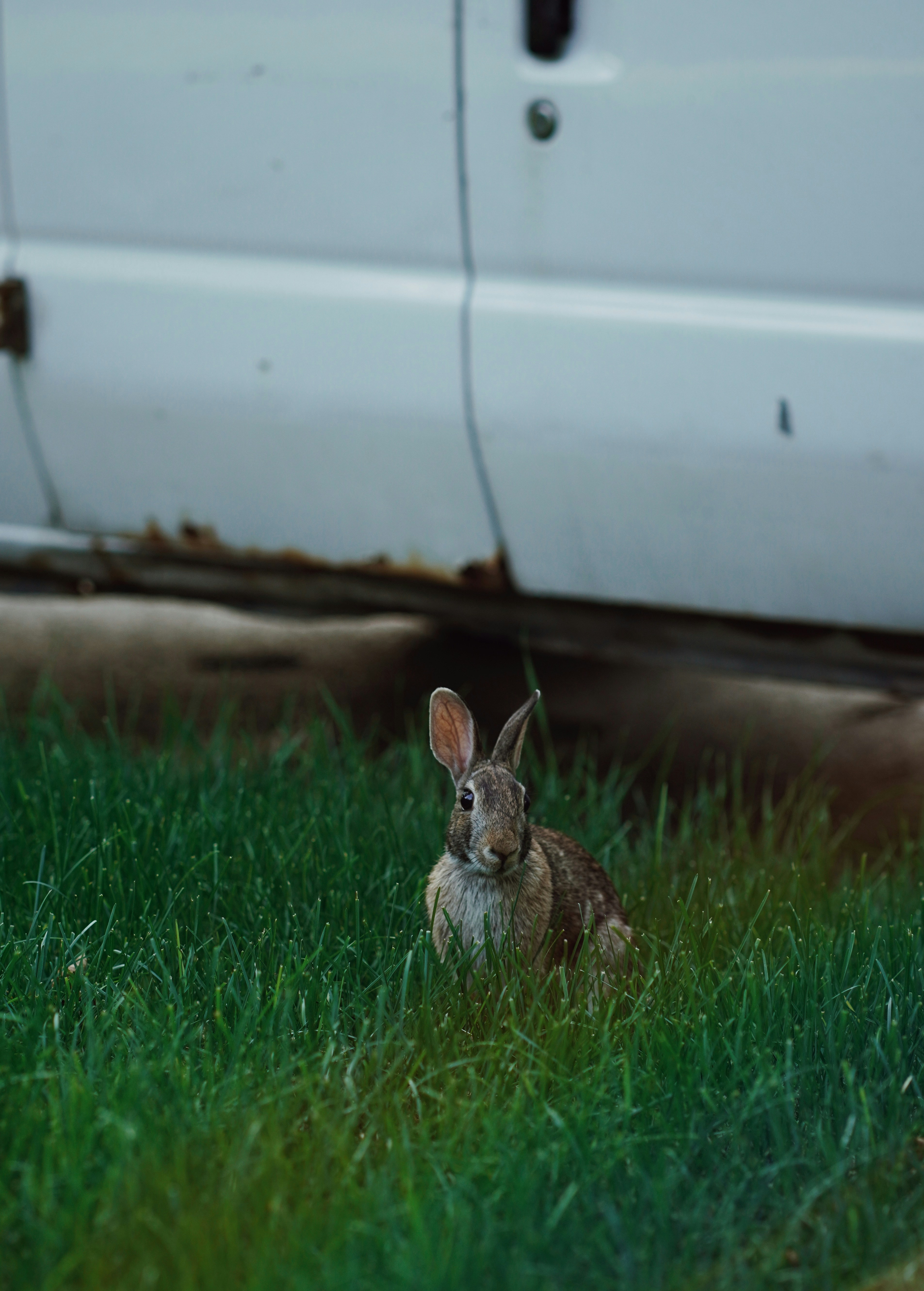 Whisper of Green: A Rabbit in the Shade of a Weathered Van