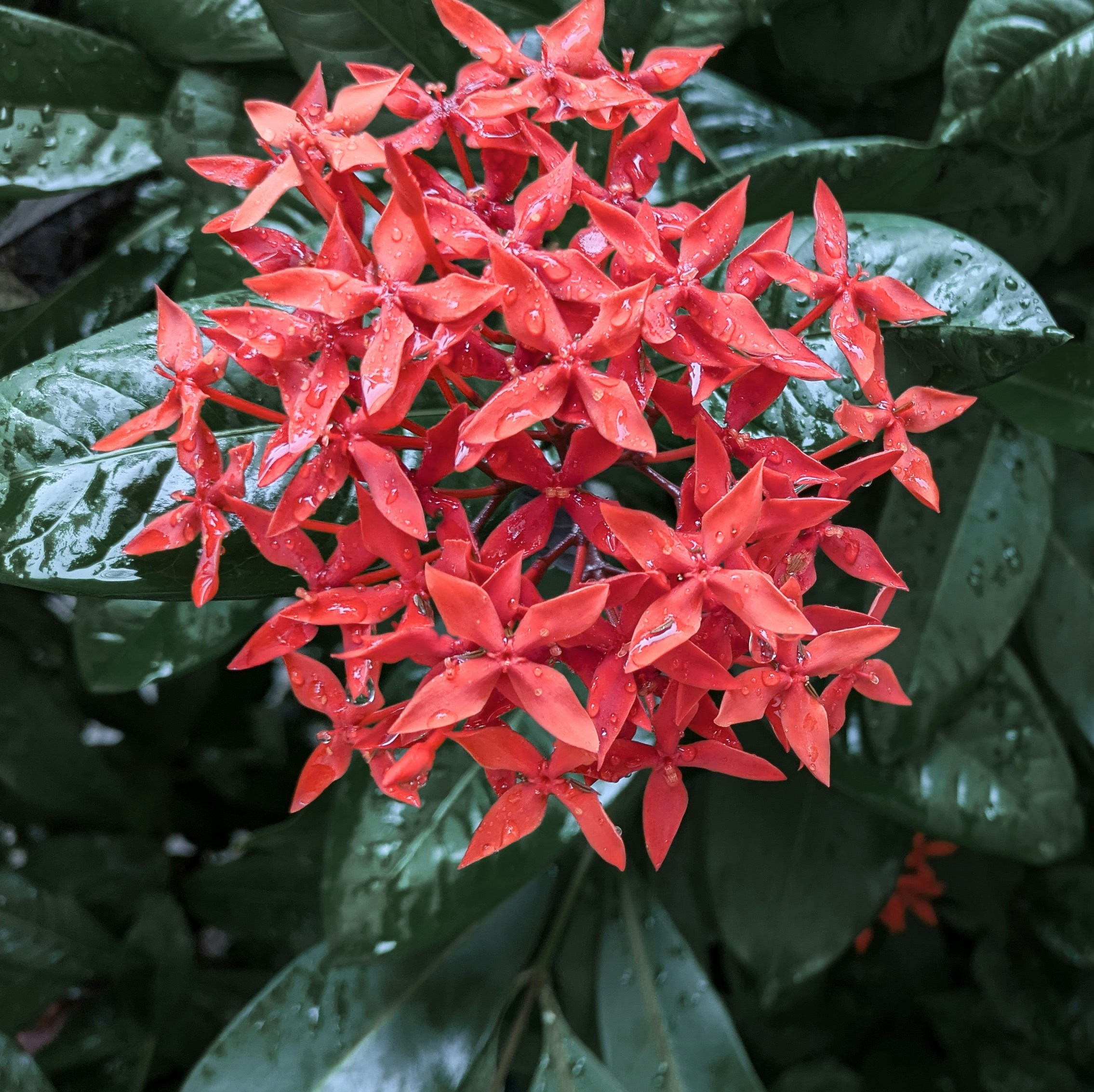 Close-up photograph of a crimson Ixora flower cluster with water droplets against glossy dark-green leaves. The image highlights vibrant color and tactile texture.