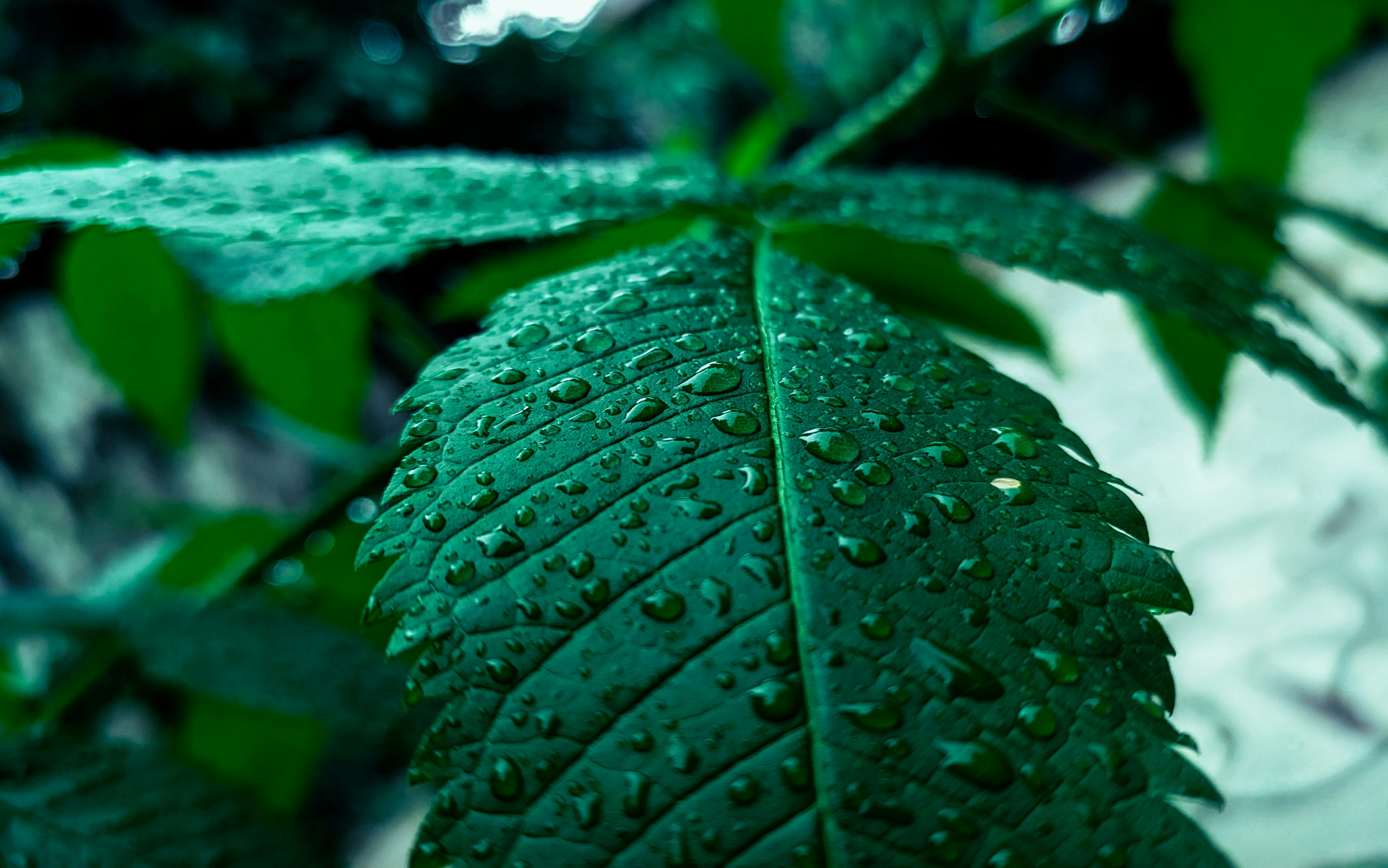 Looking at this leaf gives me a refreshing mood