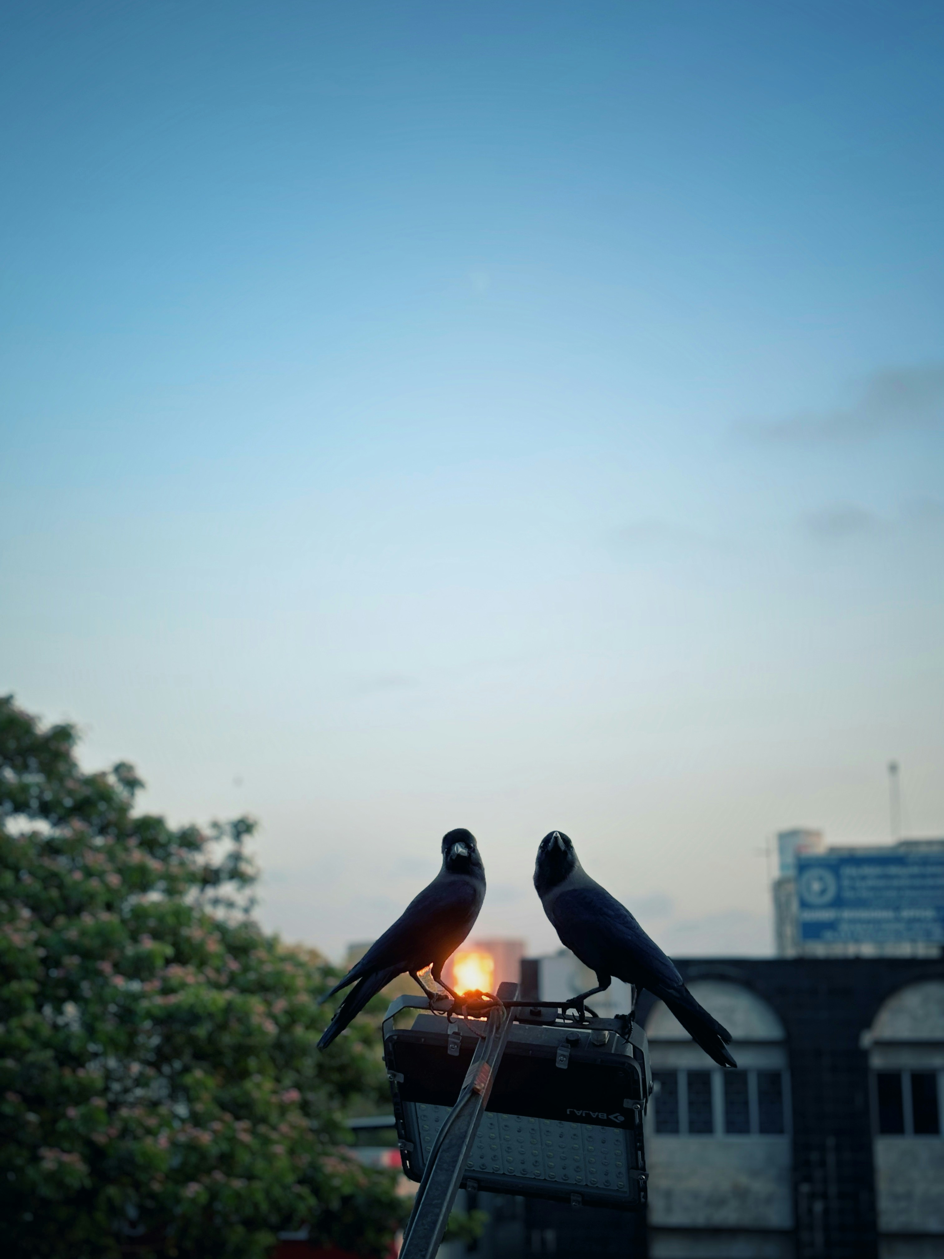 Dusk Vigil: Ravens Perched on a Rooftop Lantern