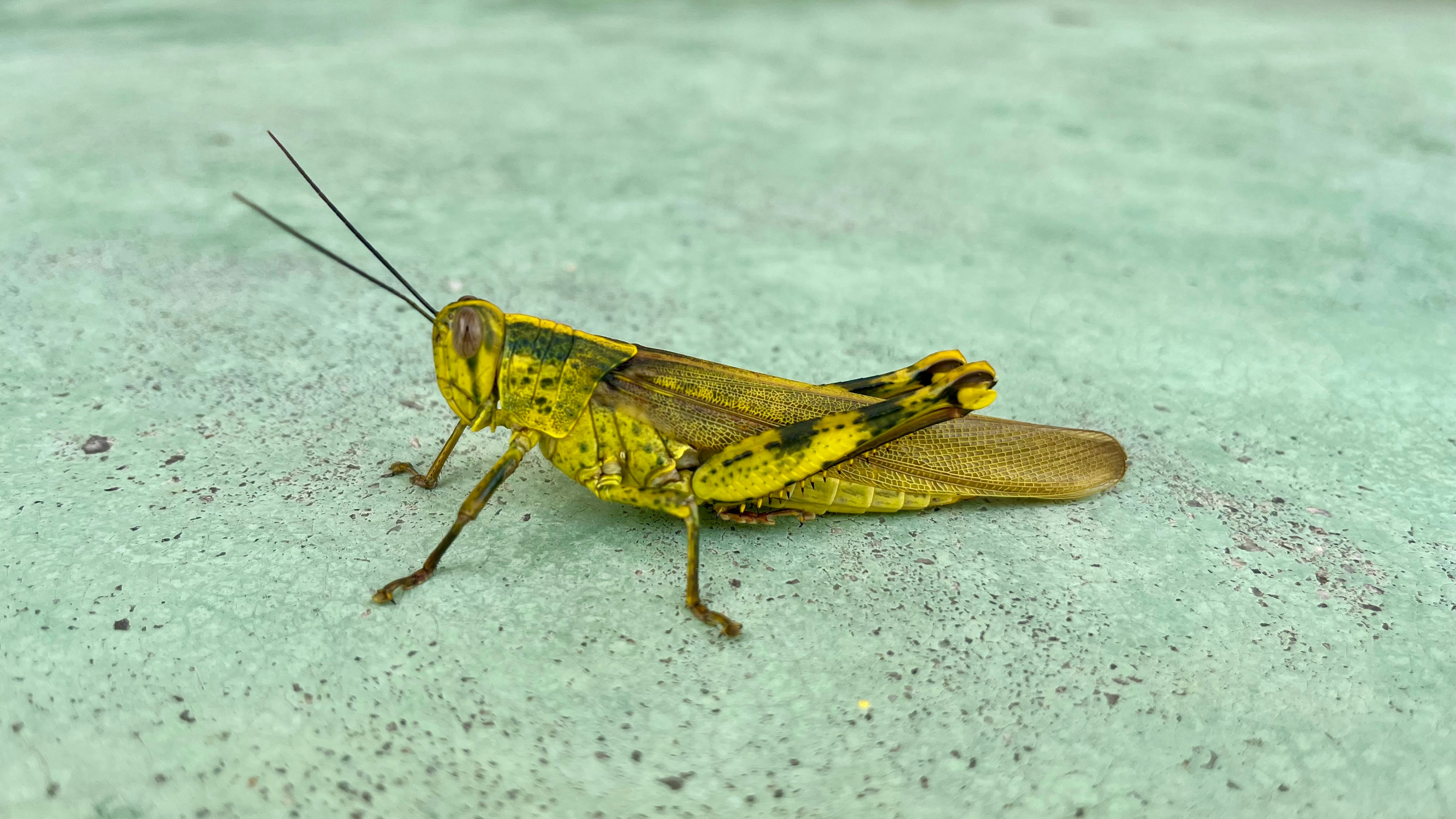 Yellow Animal Pictures | Download Free Images on Unsplash