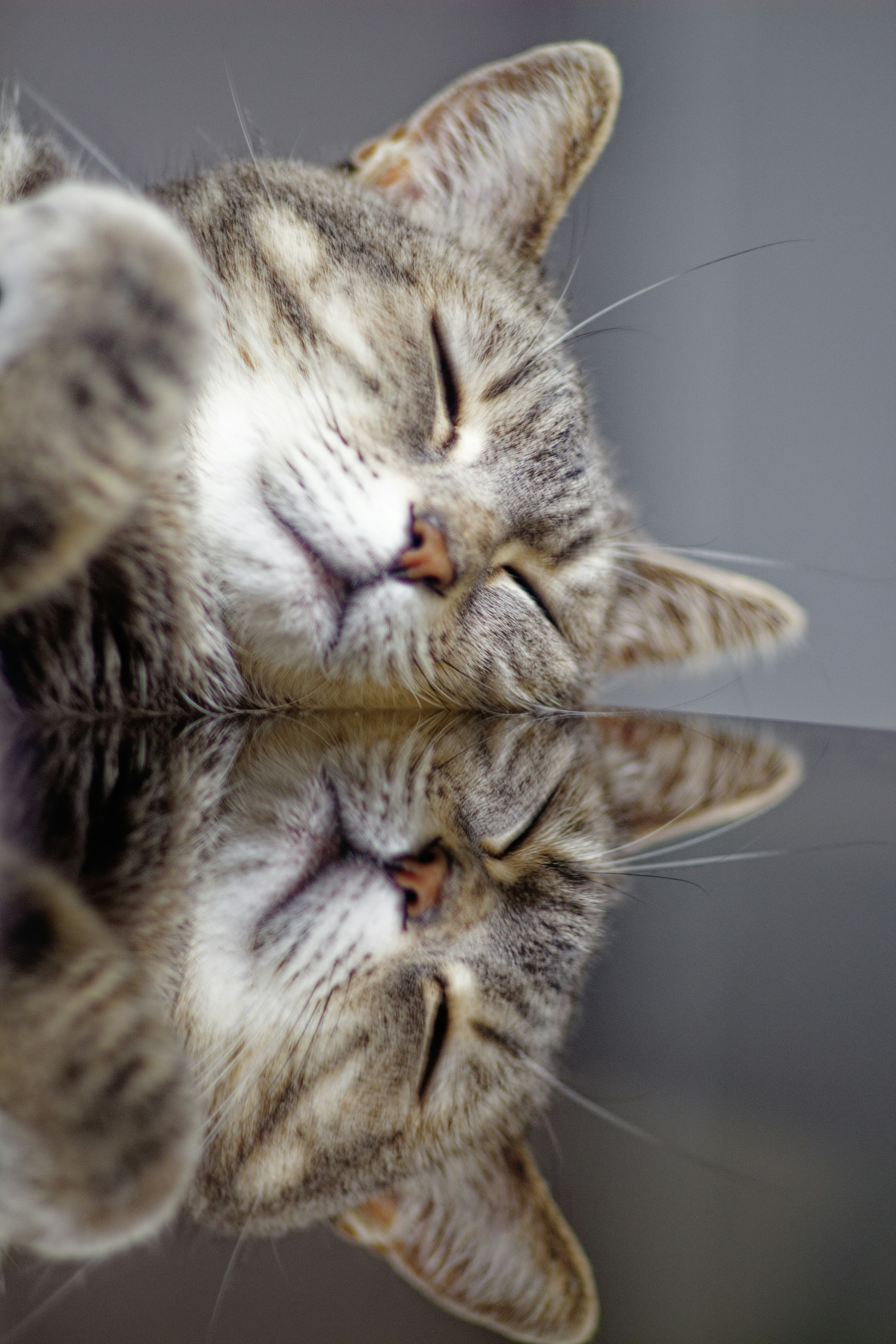 Reflection at Rest: A Tabby Cat's Quiet Slumber