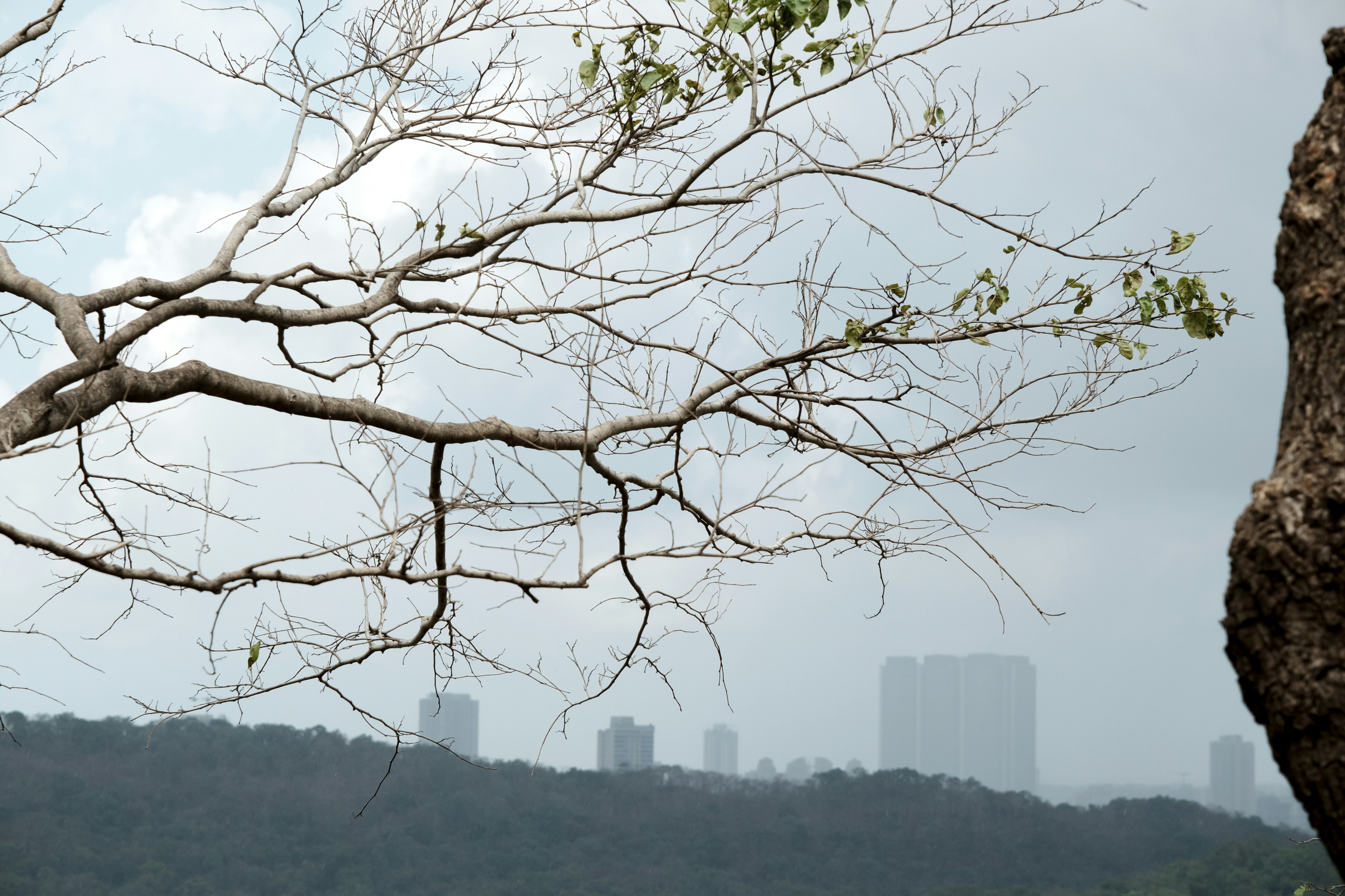 Fractal Branches Framing a Misty Skyline
