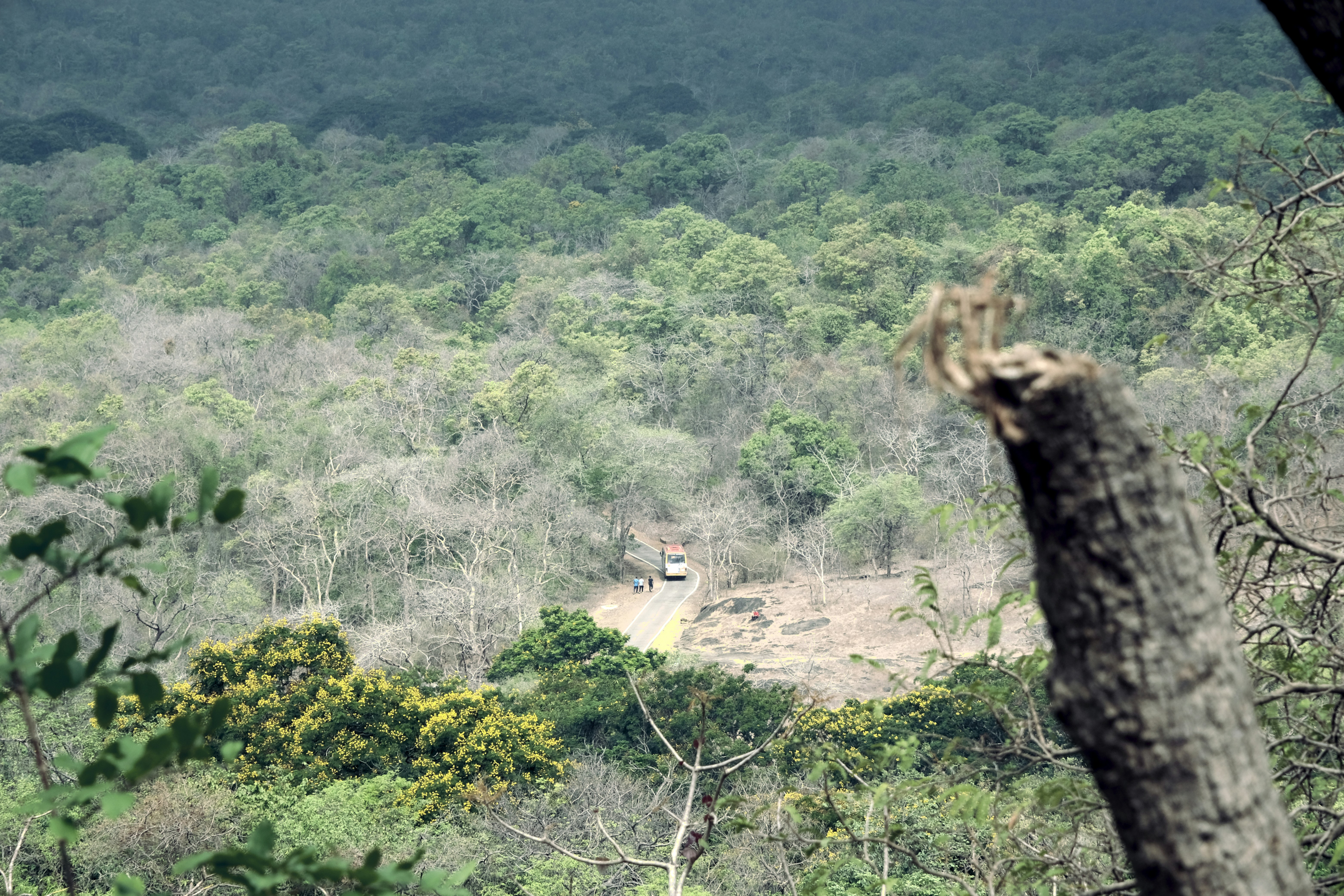 A giraffe standing on top of a lush green forest photo – Free Sanjay ...