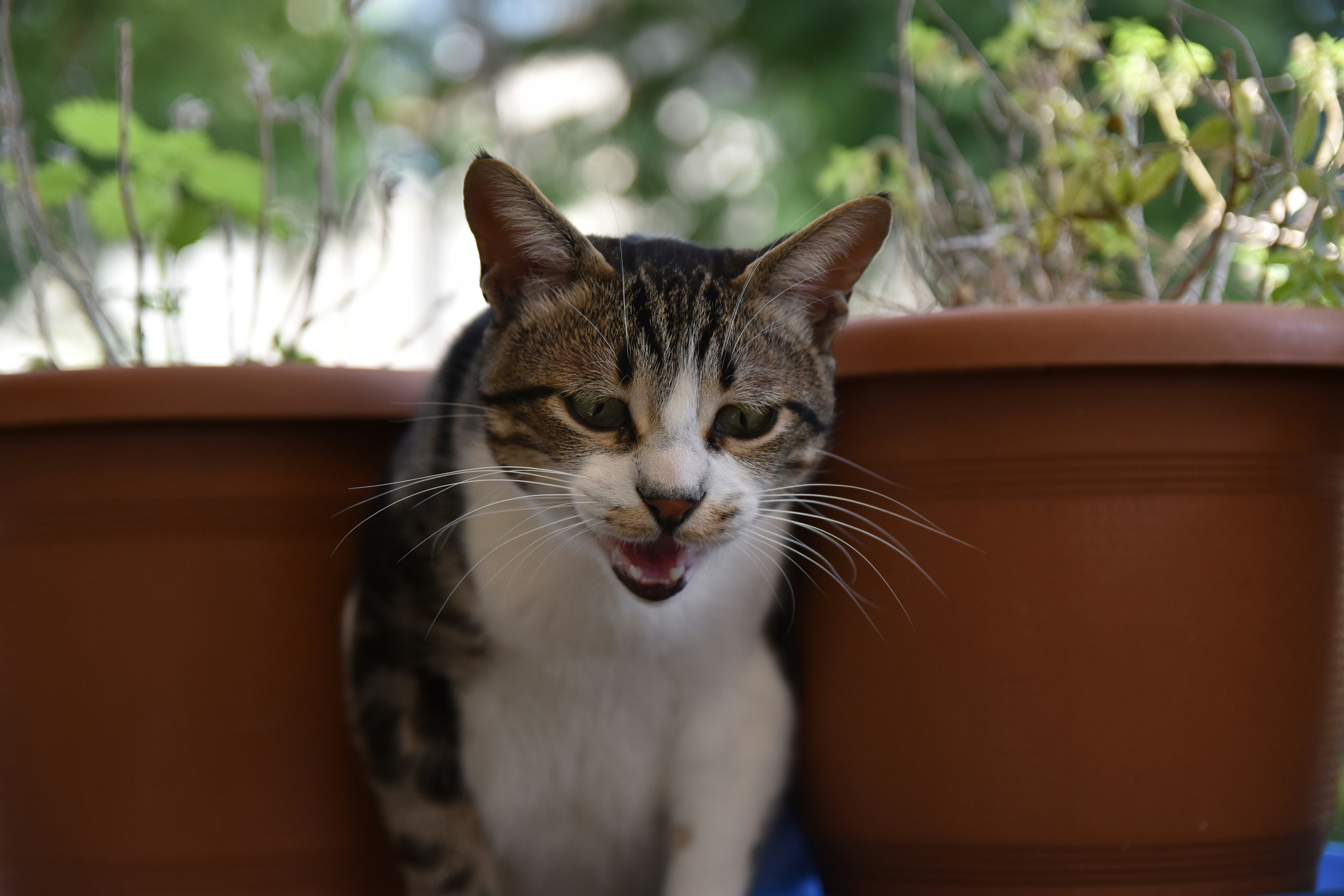 Jerry in action | 2024