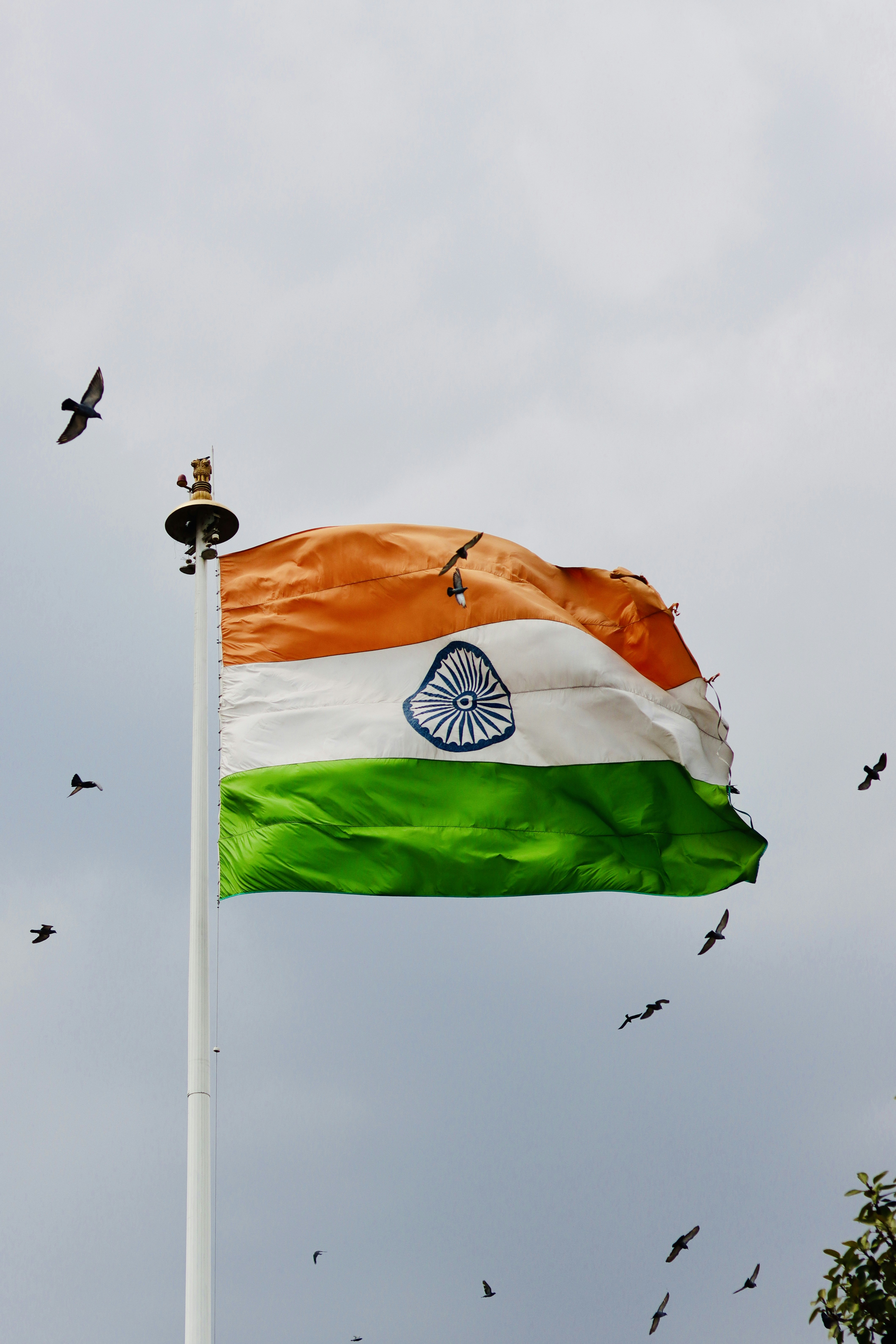 A flag flying in the wind with birds flying in the background photo ...