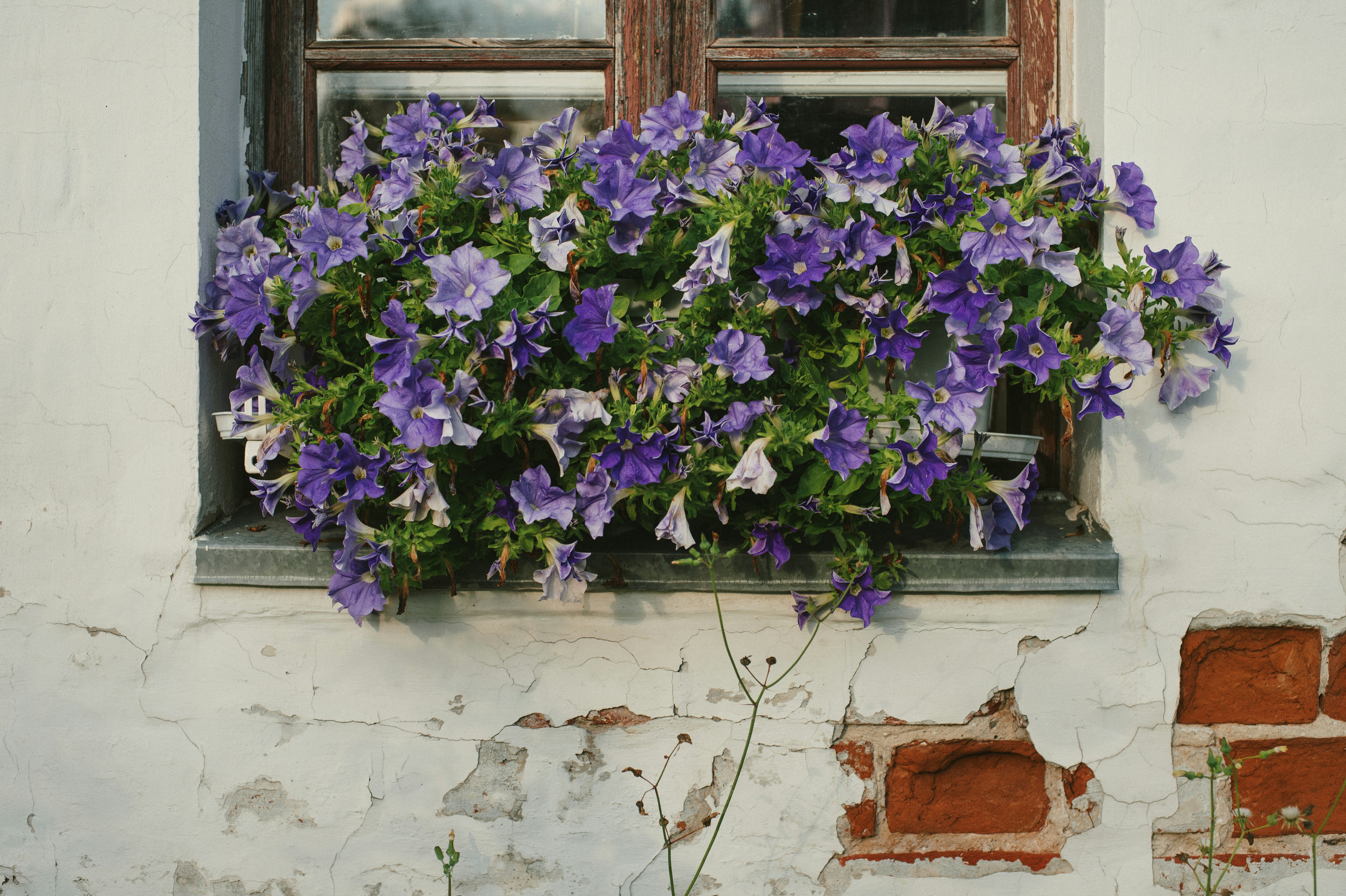 Window Box of Purple Petals Over a Crumbling Wall