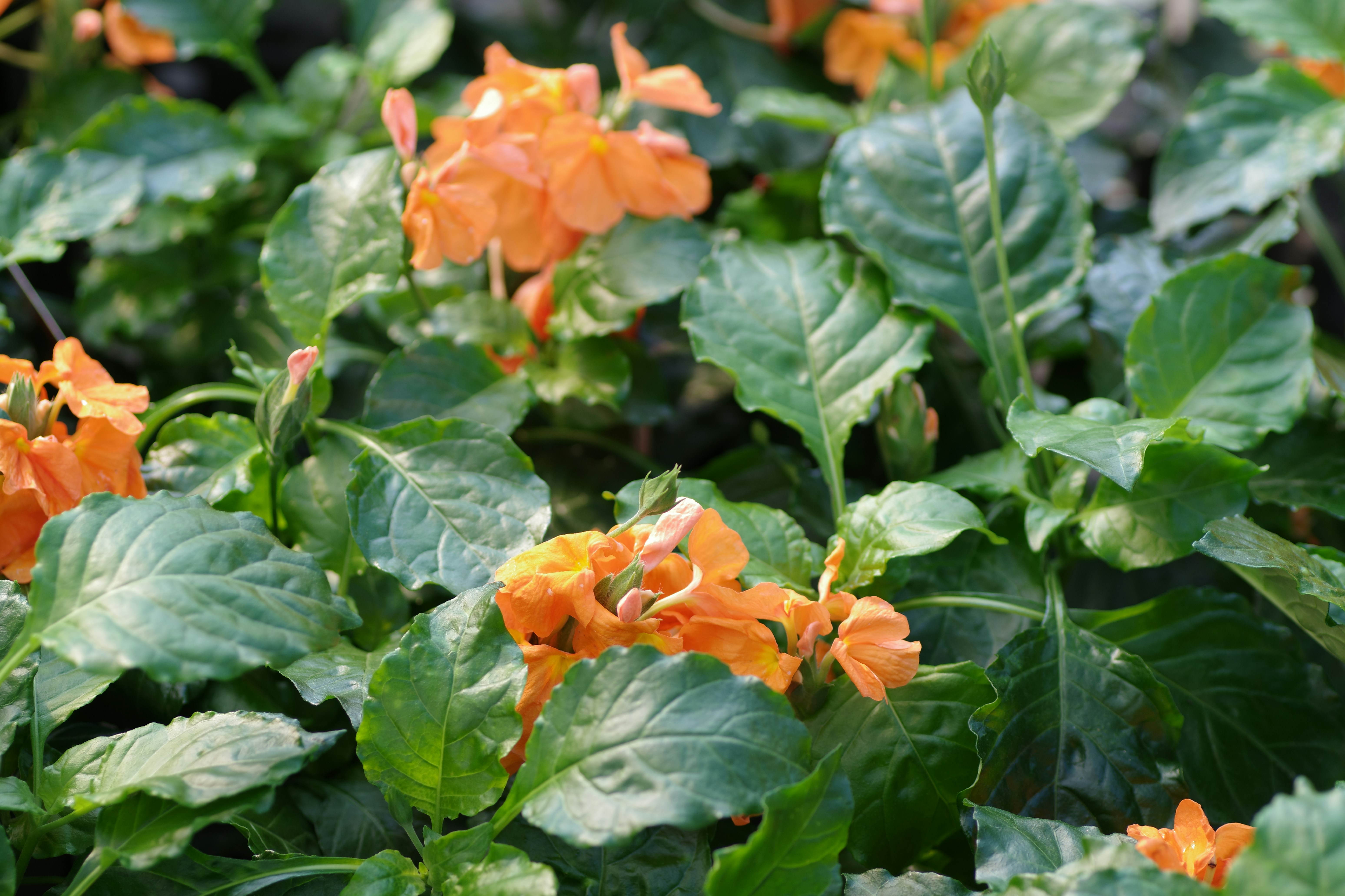 Orange Bouquets Among Dark Green Veil