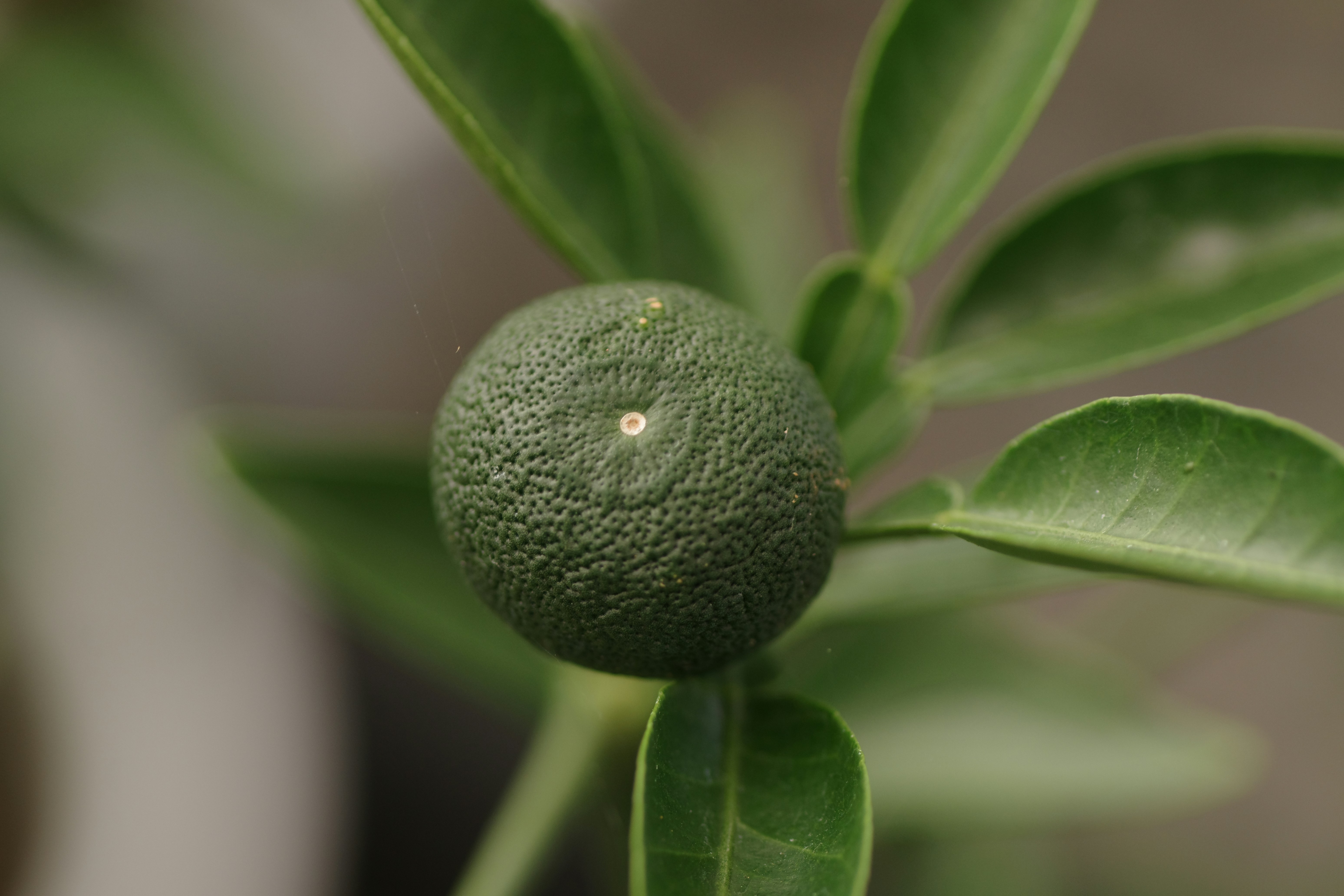 Close-Up of a Green Spherical Fruit on a Branch