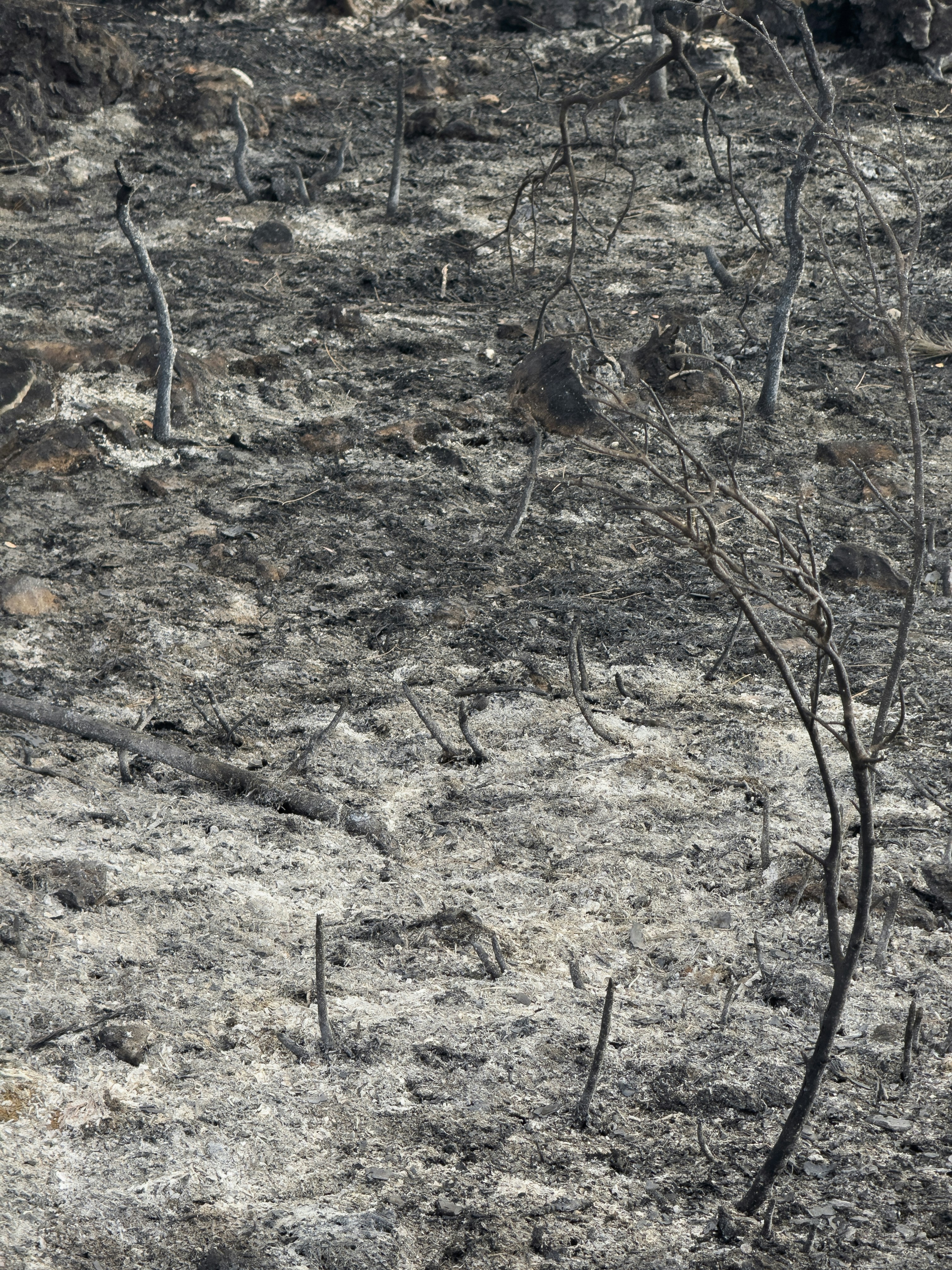 A black and white photo of a burned field photo – Free Nature Image on ...