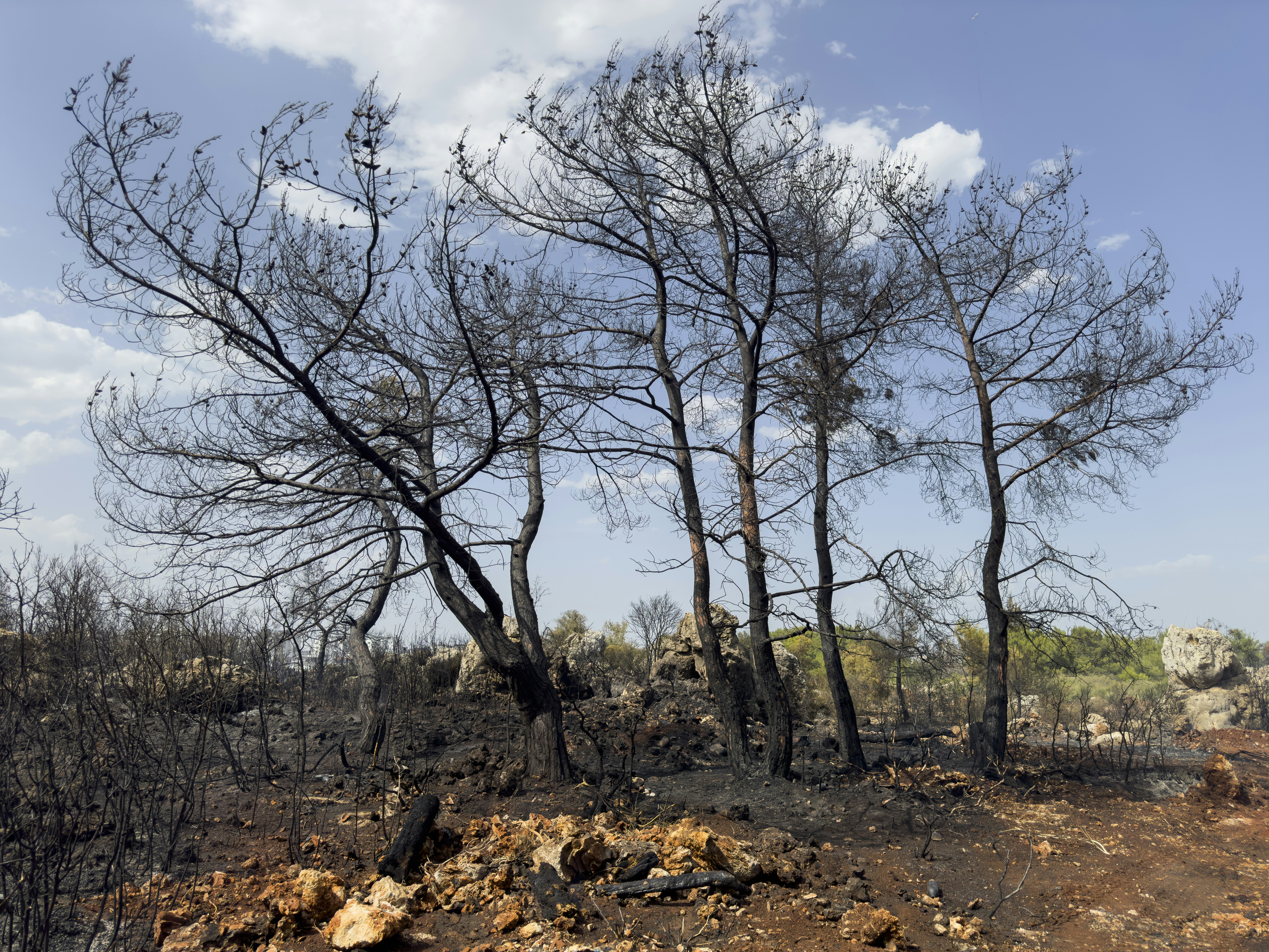 Charred Trees Reaching Over a Desolate Burnt Plain