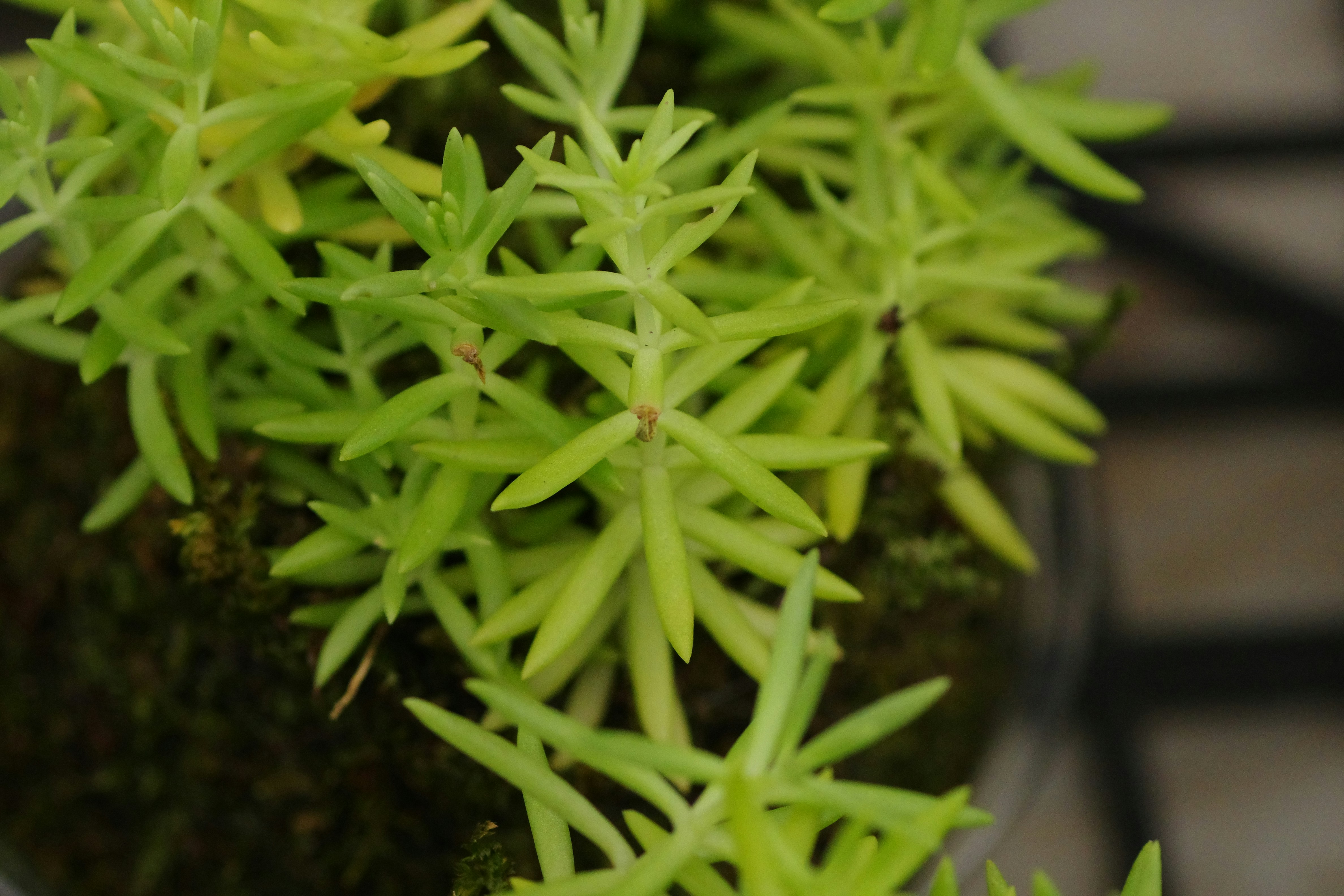 Emerald Needlework: a close-up of cascading succulent leaves
