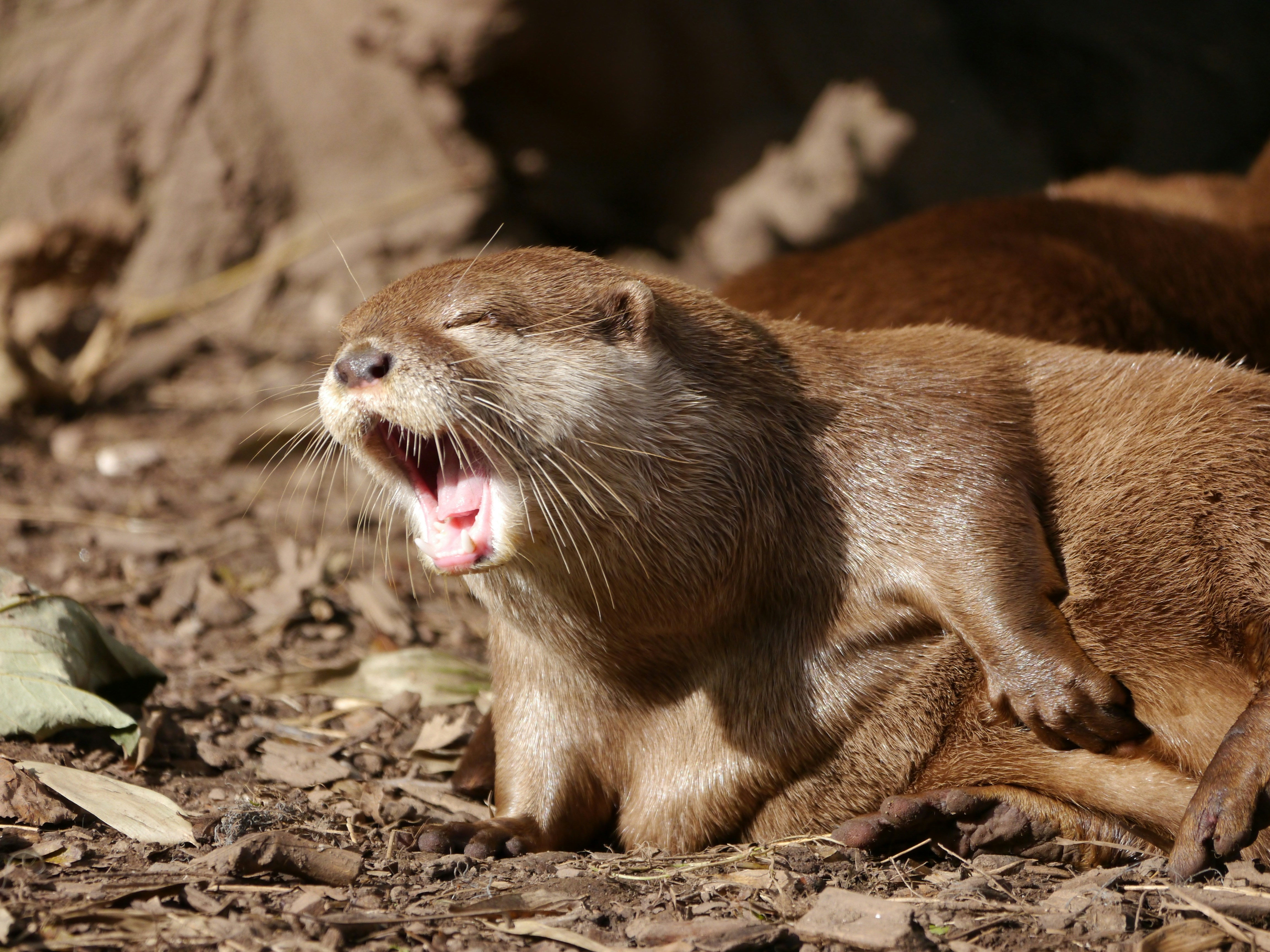 An animal yawning while sitting on the ground photo – Free Animal Image ...