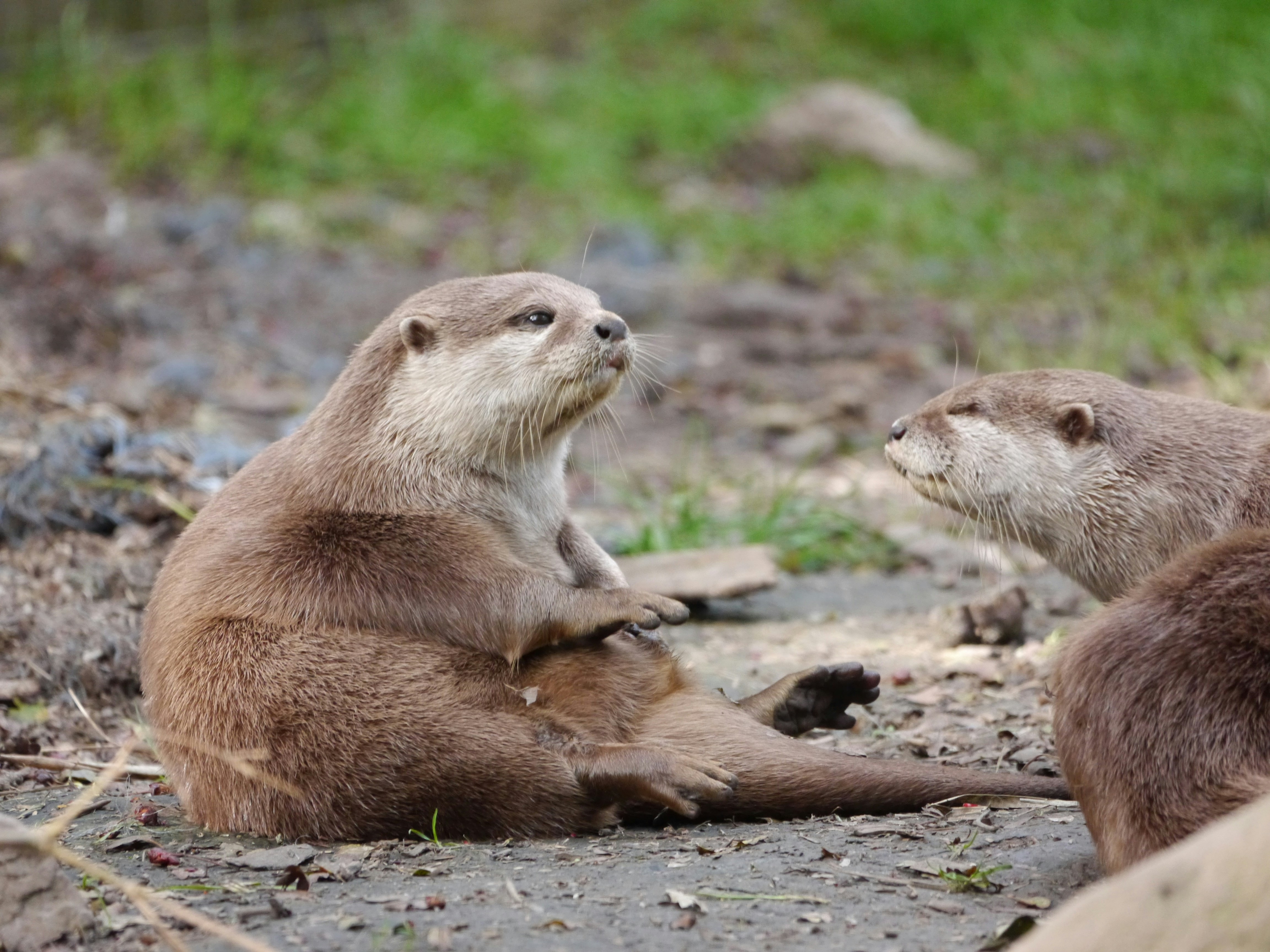 A couple of animals that are sitting in the dirt photo – Free Animal ...