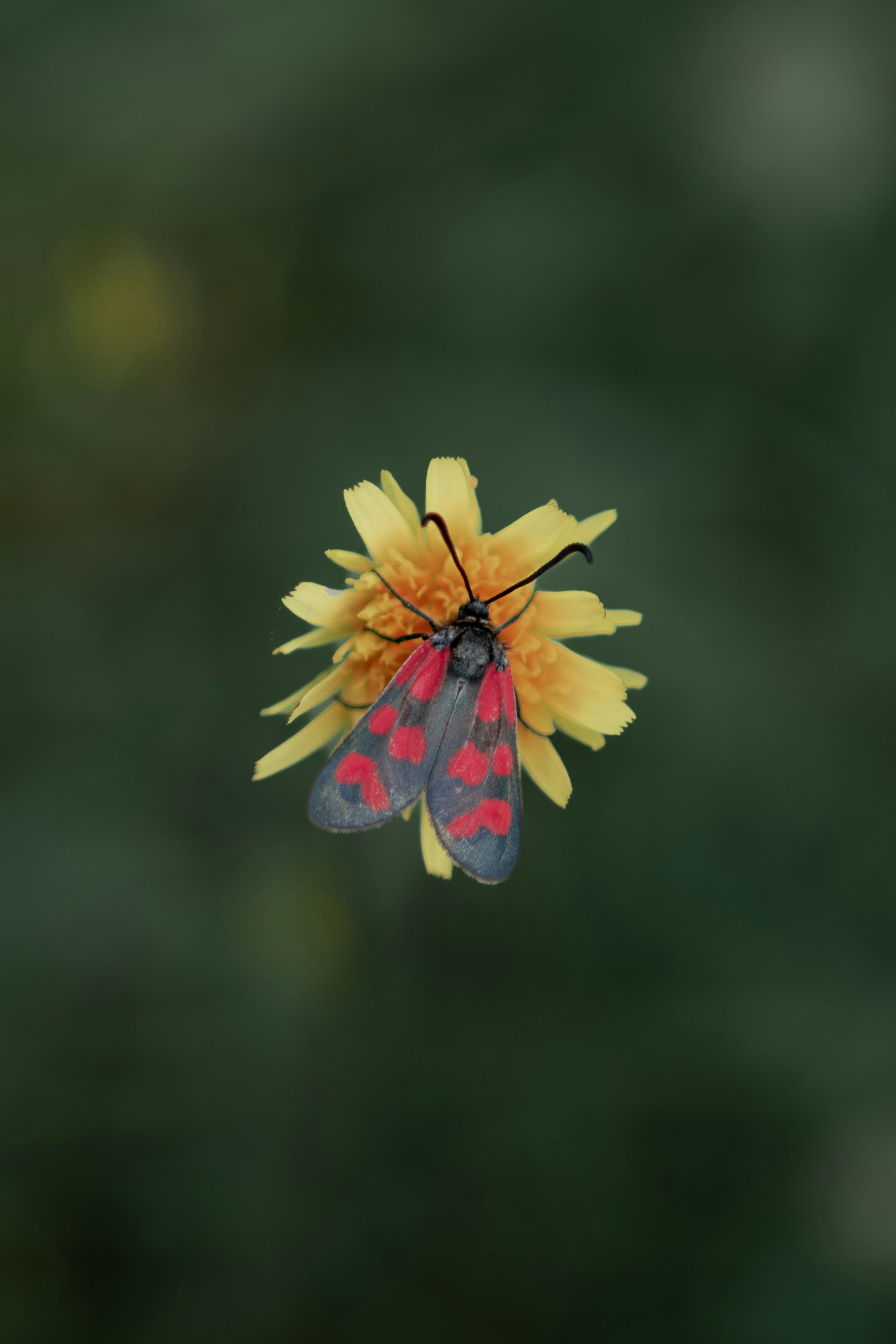 Six-spot Burnet on a Sunlit Yellow Bloom