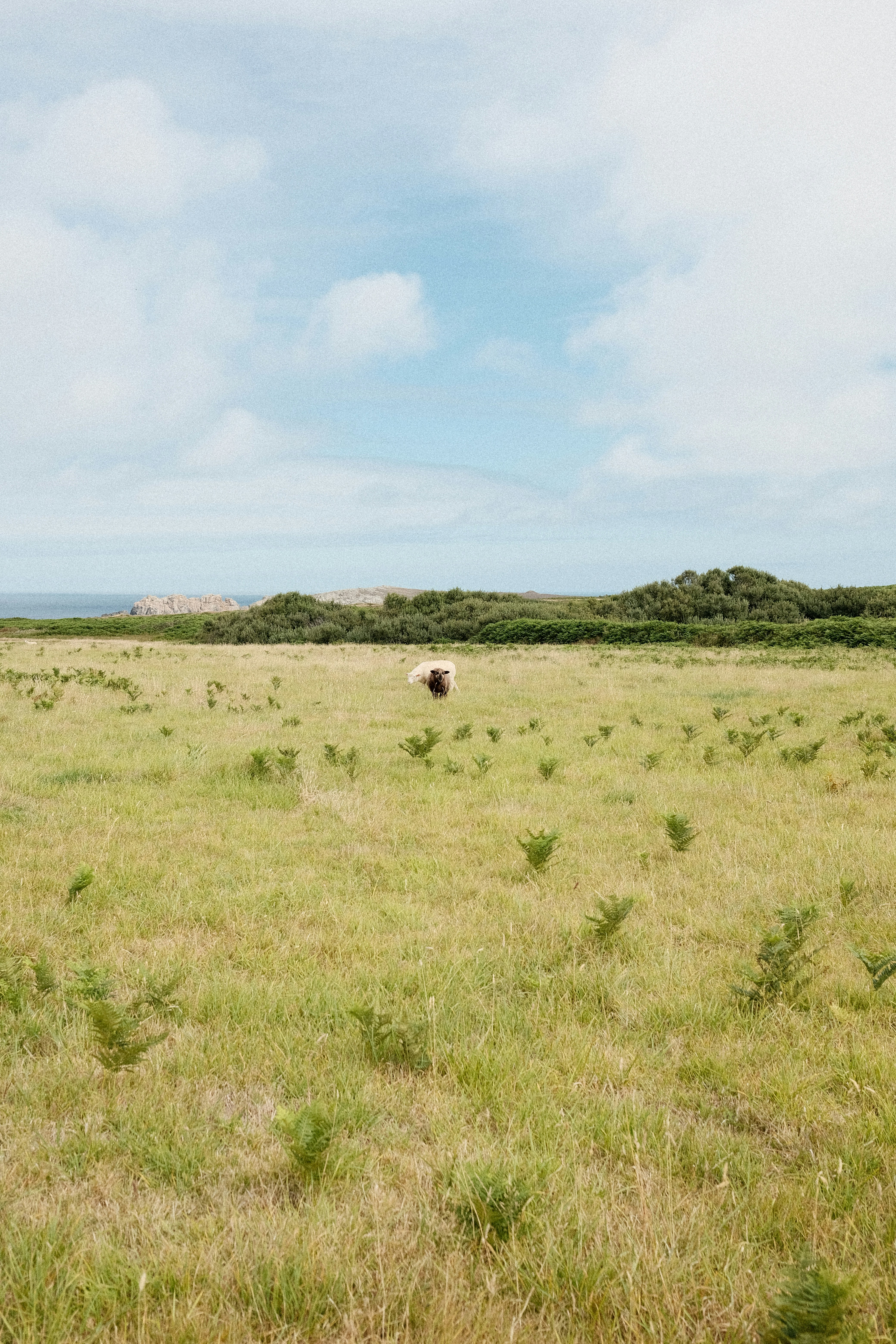 Grazing silhouette: a lone sheep on a sunlit coastal meadow