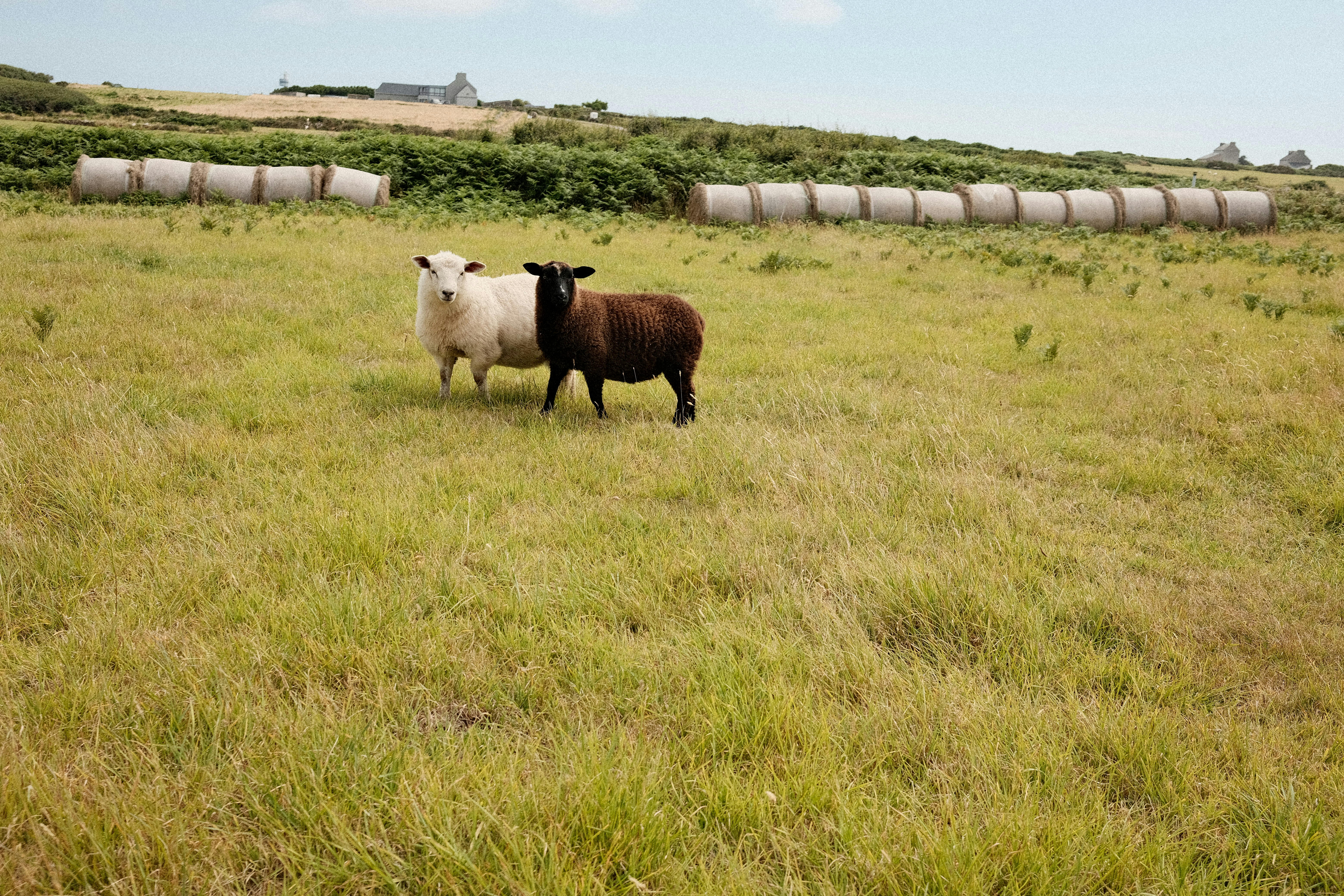Duet of Sheep in a Prairie Field with Distant Pipelines