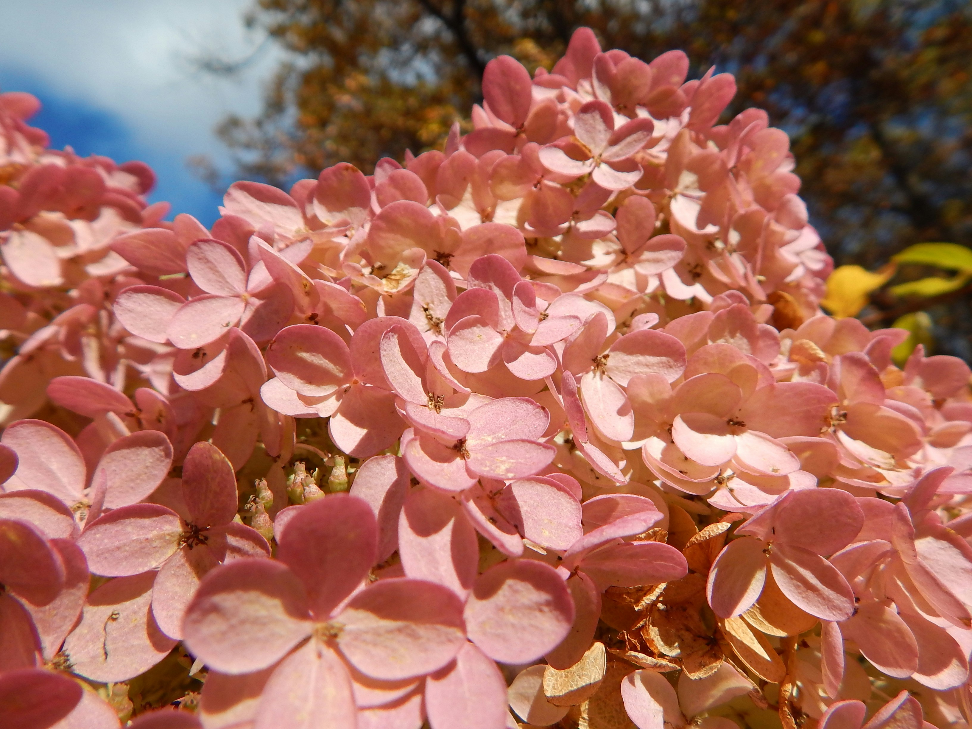 Un primer plano de un arbusto de flores rosas foto – Imagen de Fondo de ...