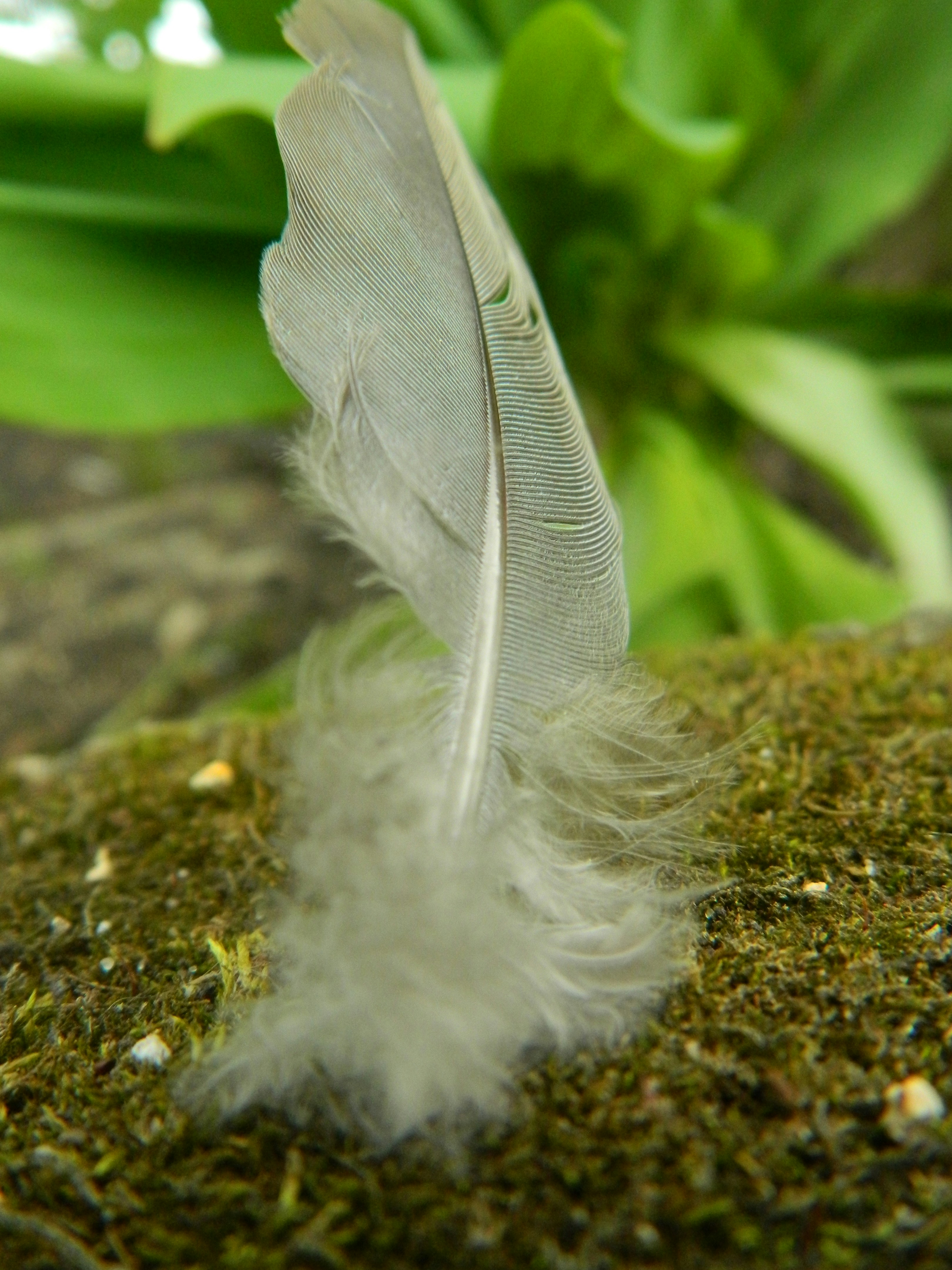 Photo by Maddy Weiss with Nikon Coolpix L310