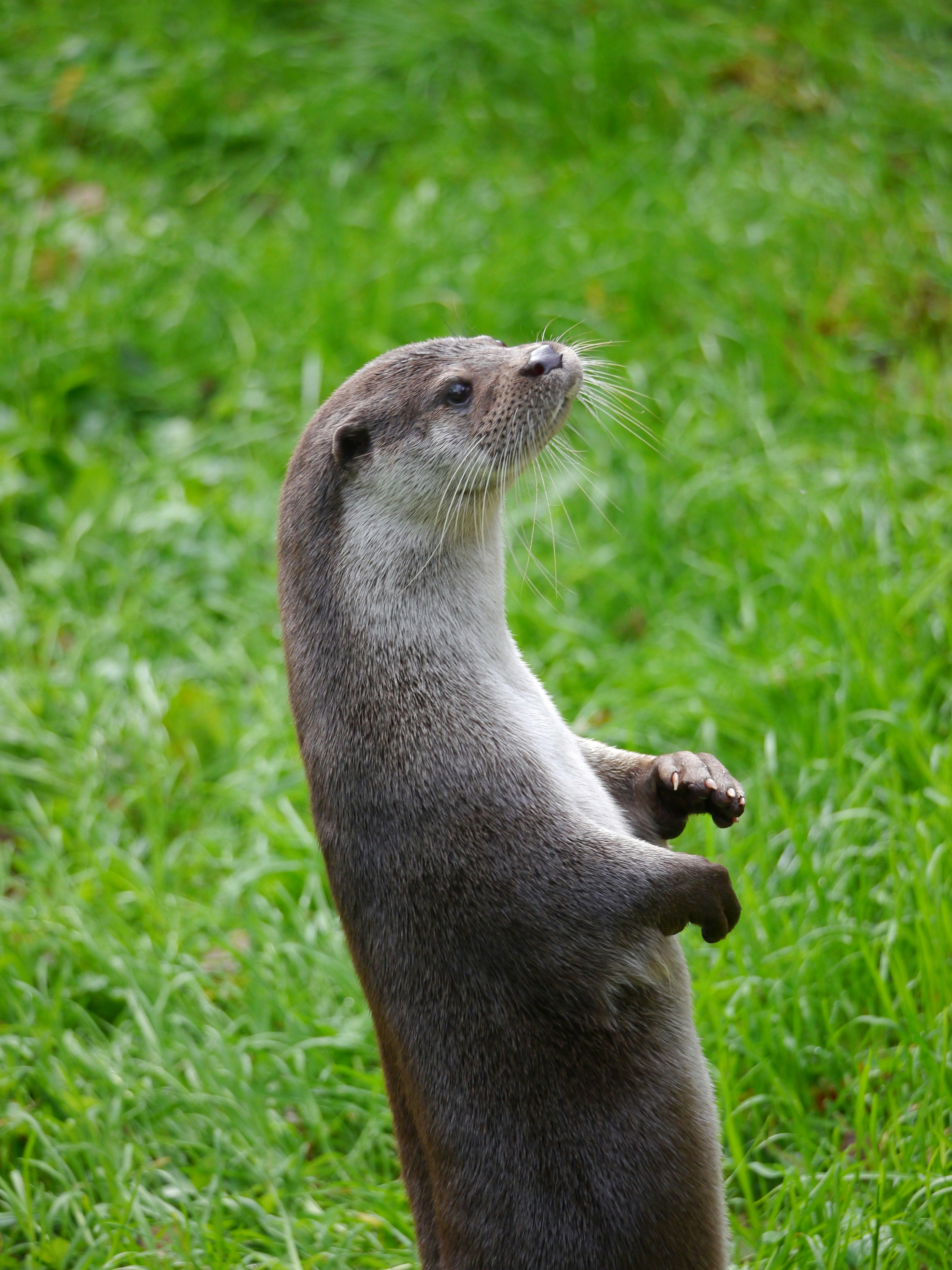 An animal standing on its hind legs in the grass photo – Free Animal ...