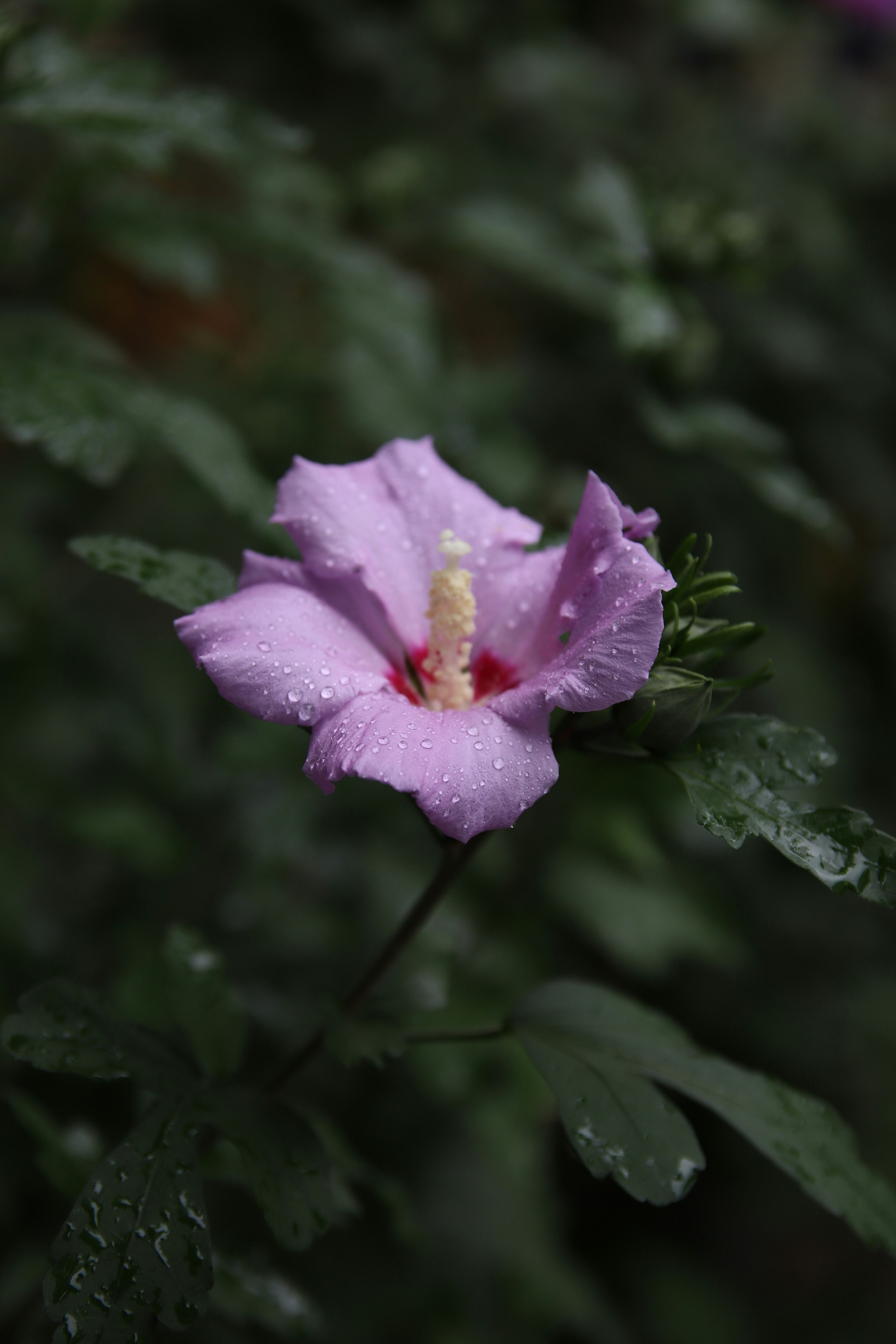 Photo by Nadiia Shuran with Canon EOS M50