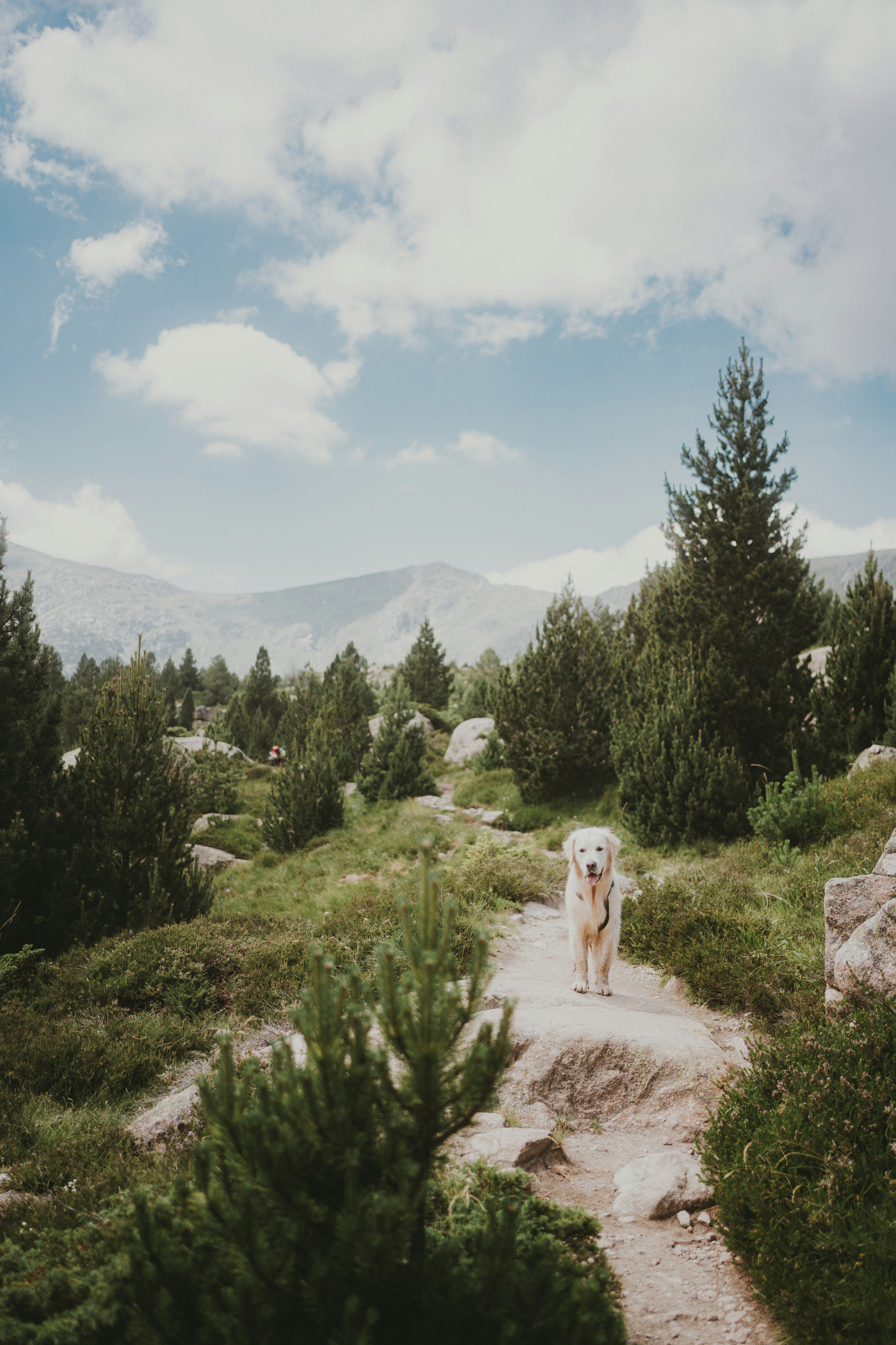 Golden Wanderer on a Sunlit Alpine Path
