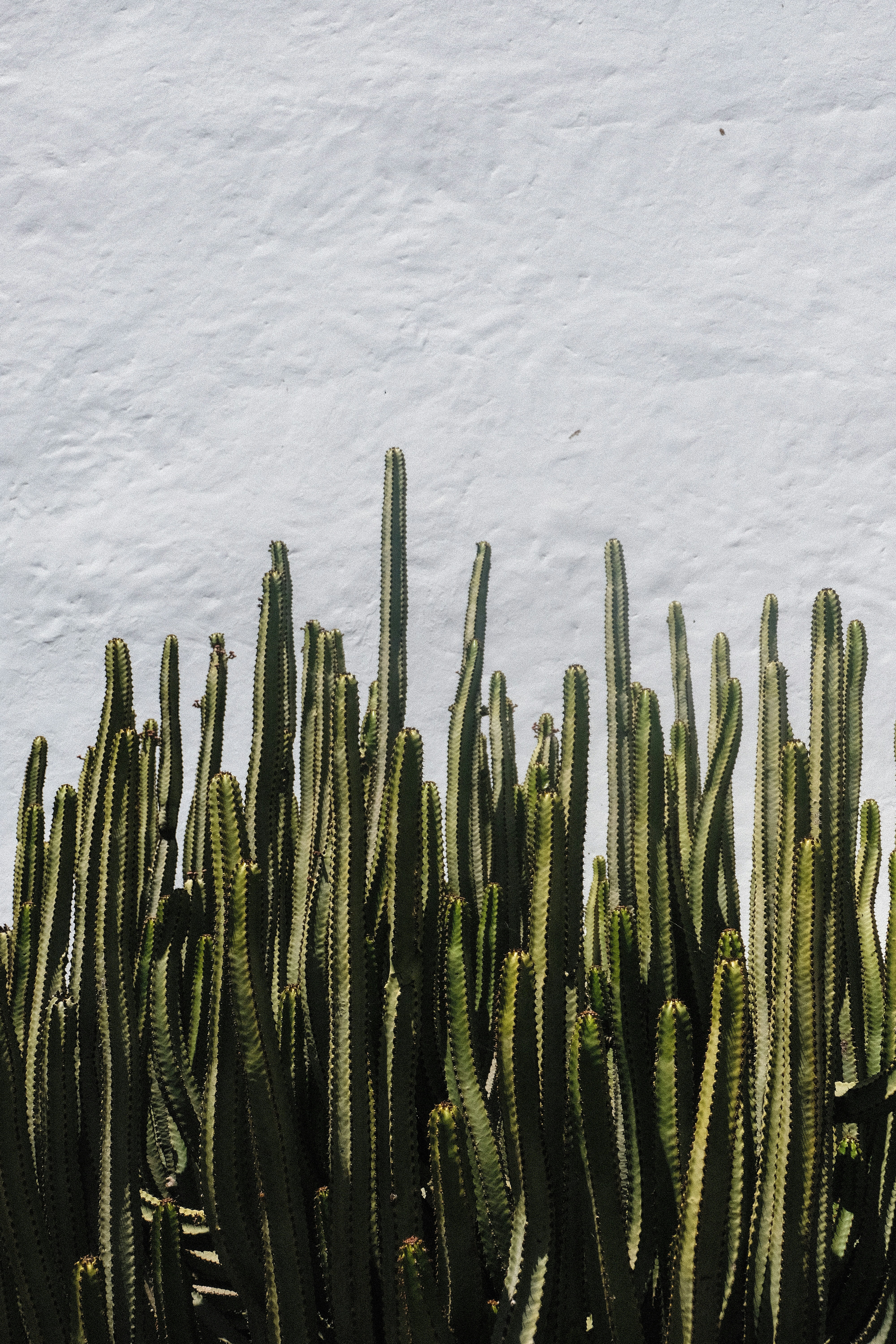 Cactus Columns Rising Against a Quiet White Wall