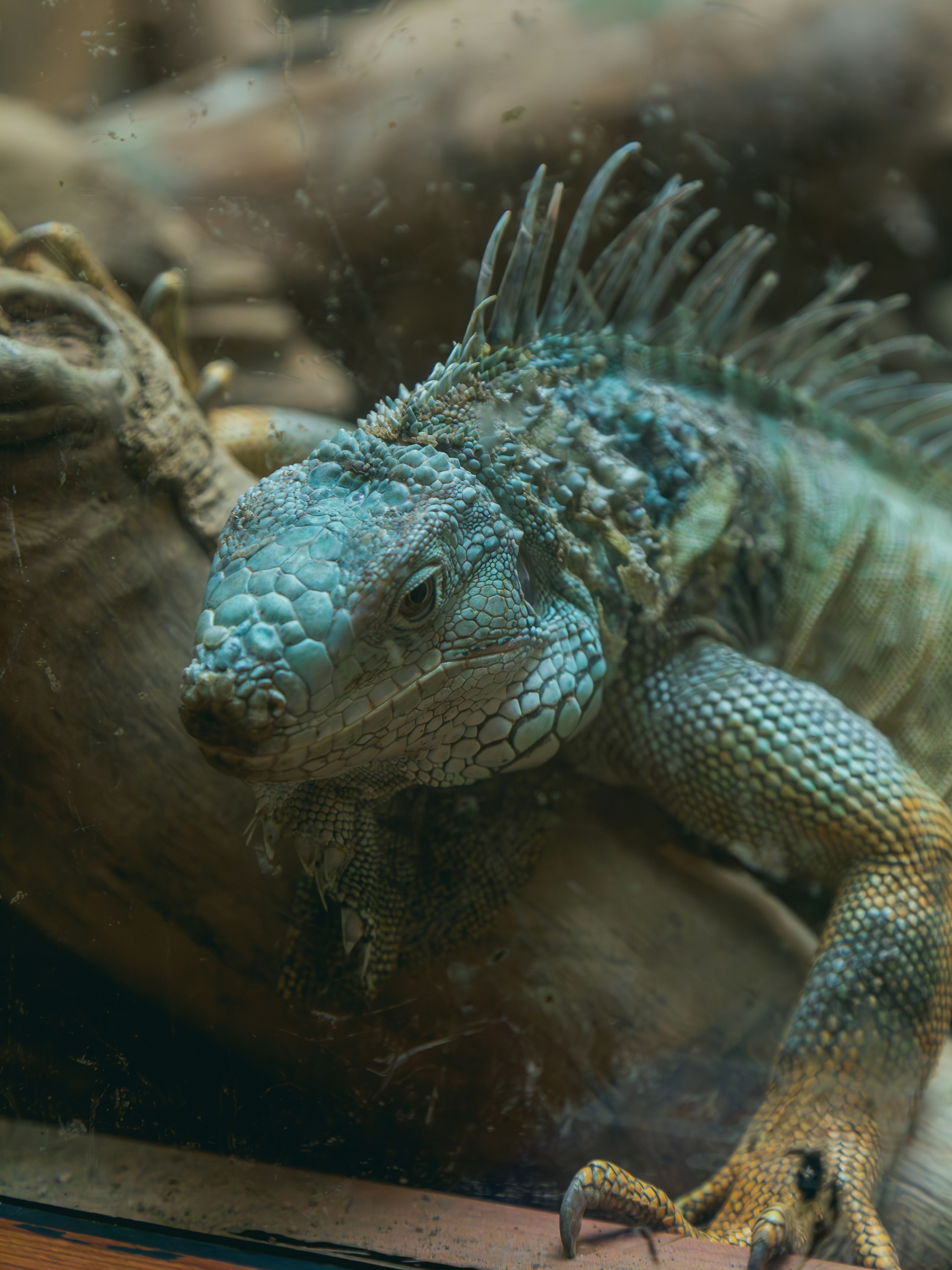 A close up of a lizard on a window sill photo – Free Animal Image on ...