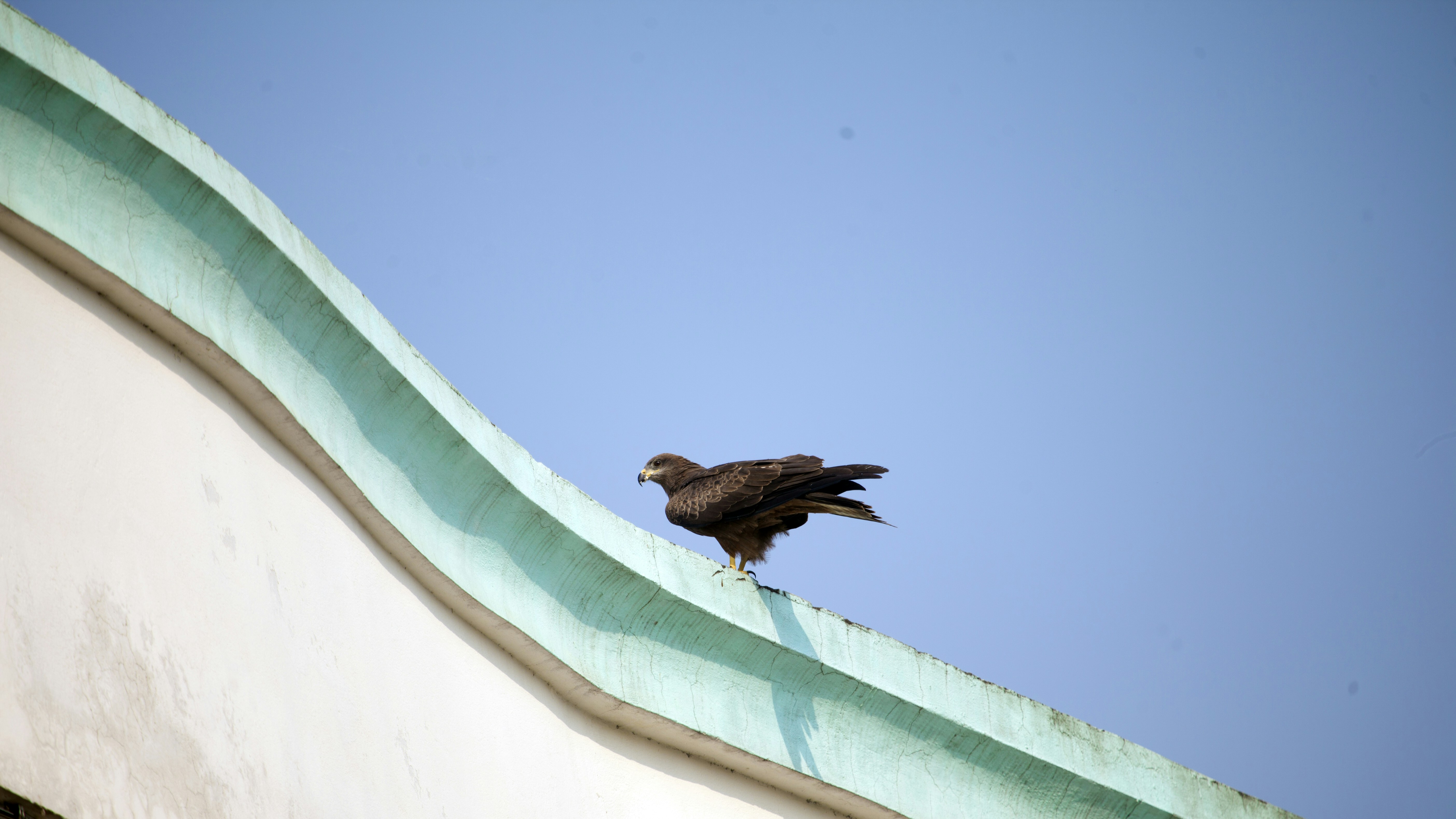 Crow on a Teal Crest: A Quiet Perch Above the Azure Sky
